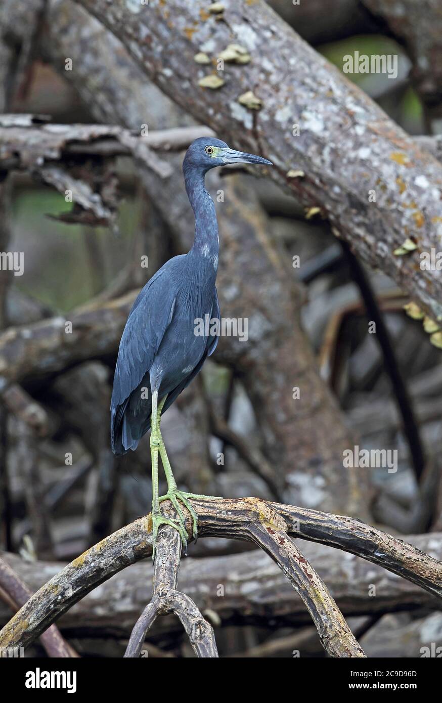 Little Blue Heron (Egretta caerulea) adult standing on mangrove root ...
