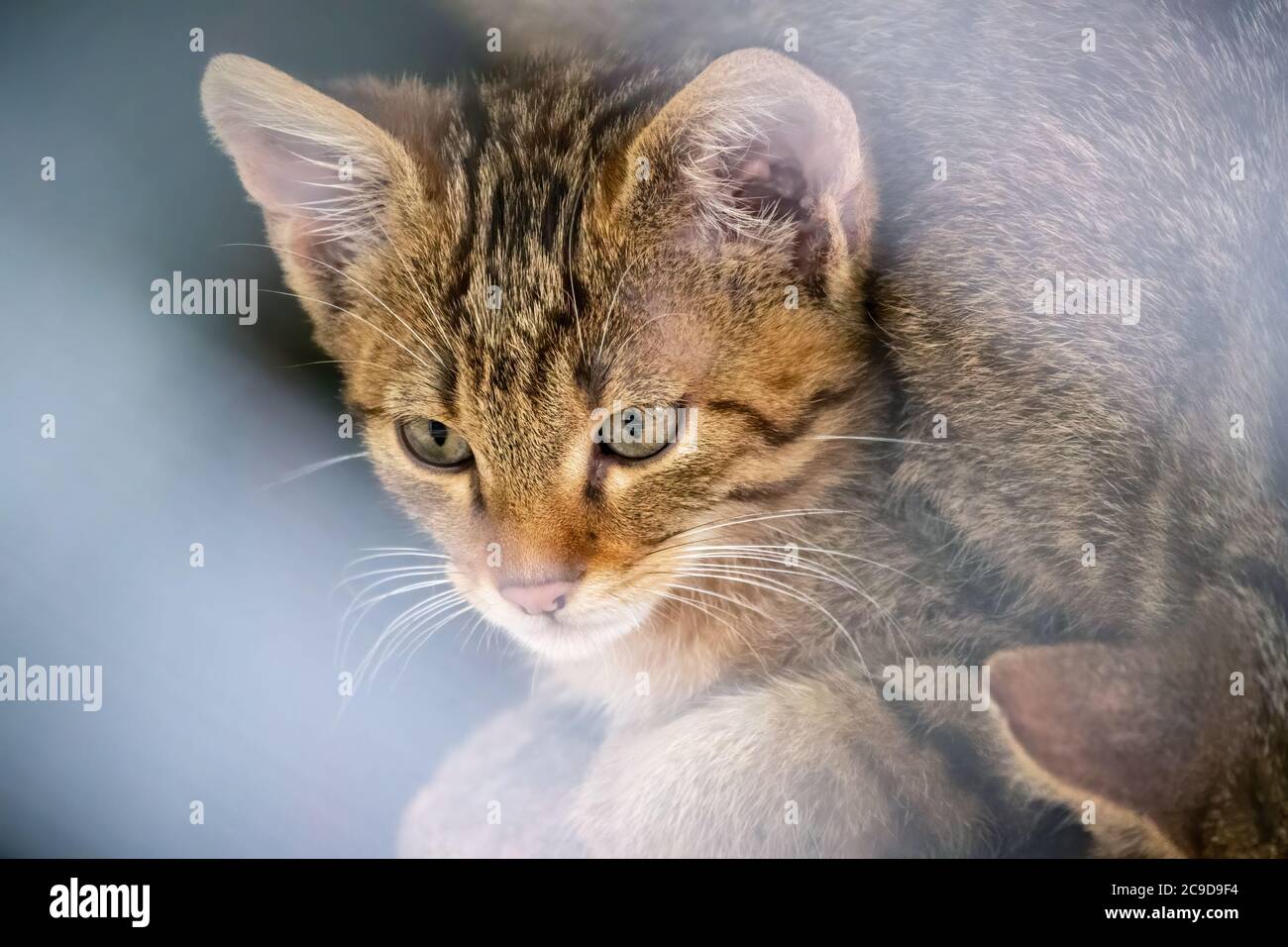 Portrait of young Wild forest cat. The European wildcat, lat. Felis ...