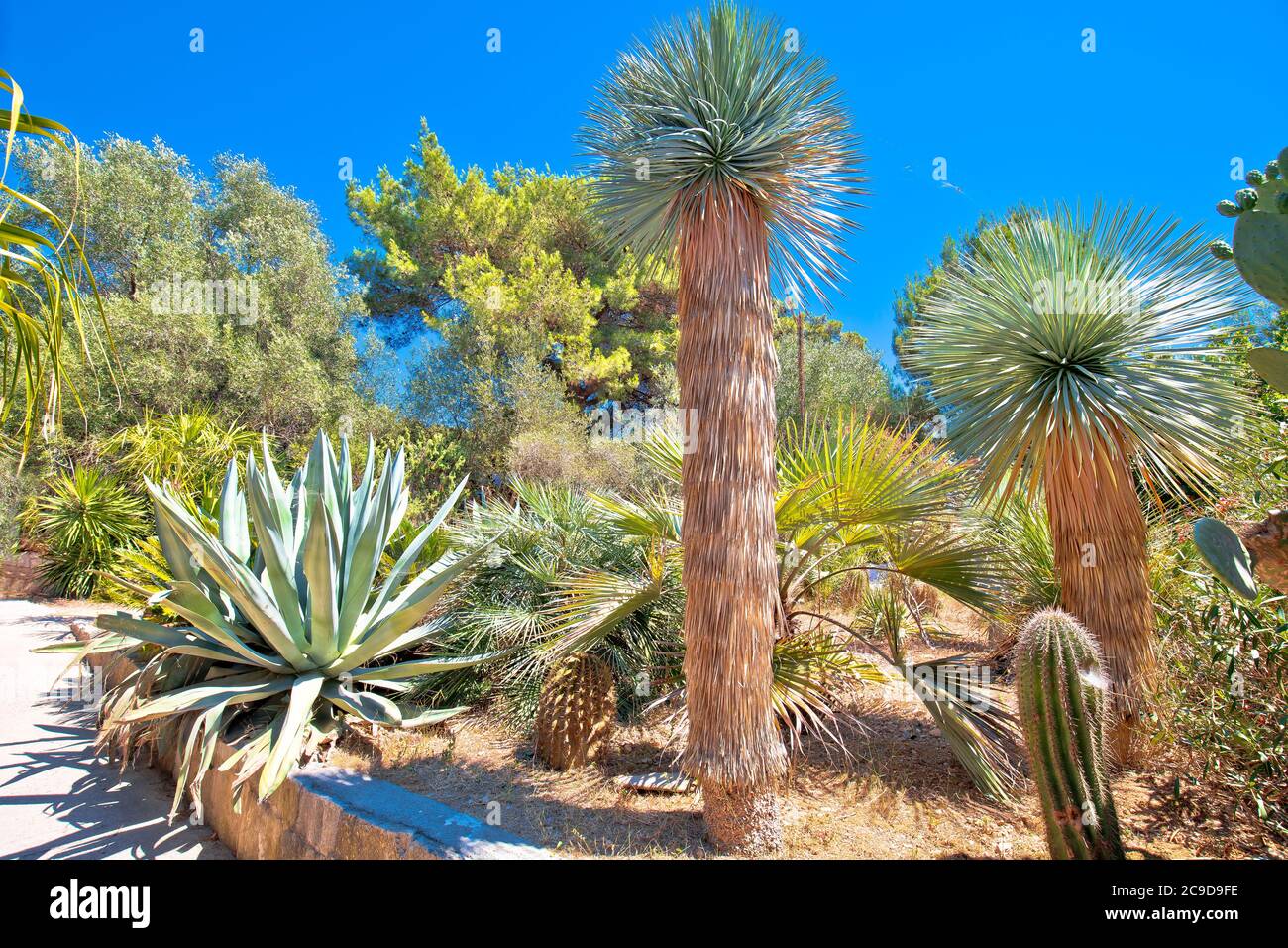 Palmizana on Pakleni Otoci islands mediterranean botanical garden view ...