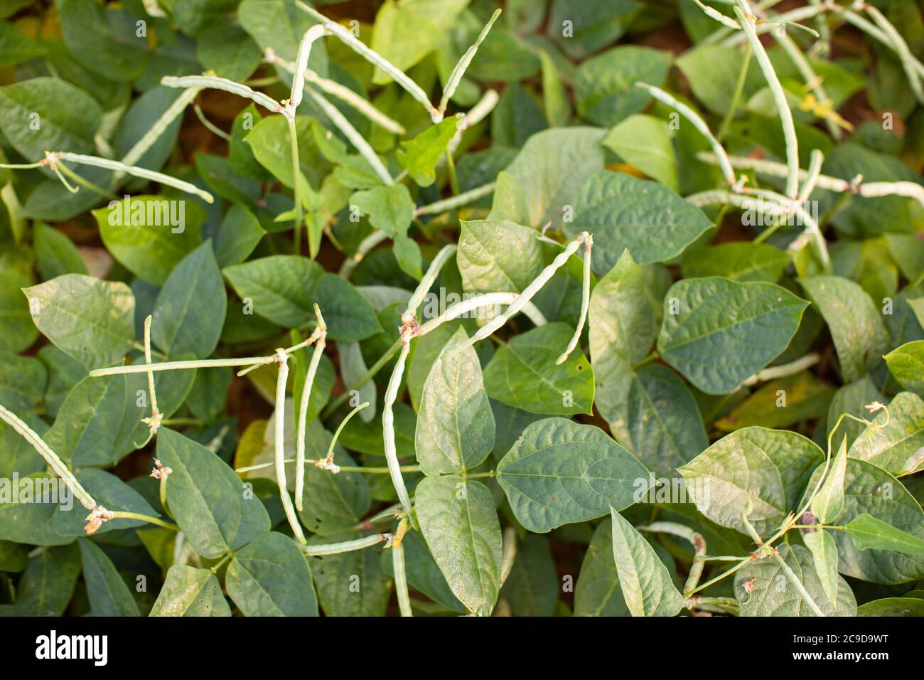Cowpeas (black-eyed peas) are grown on a farm in Niger, West Africa ...