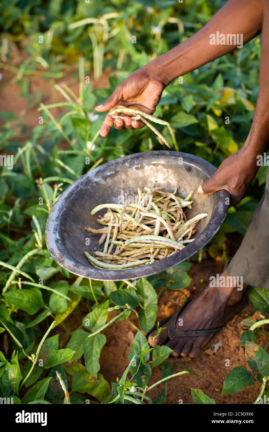 Cowpeas (black-eyed peas) are grown and harvested on a farm in Niger ...