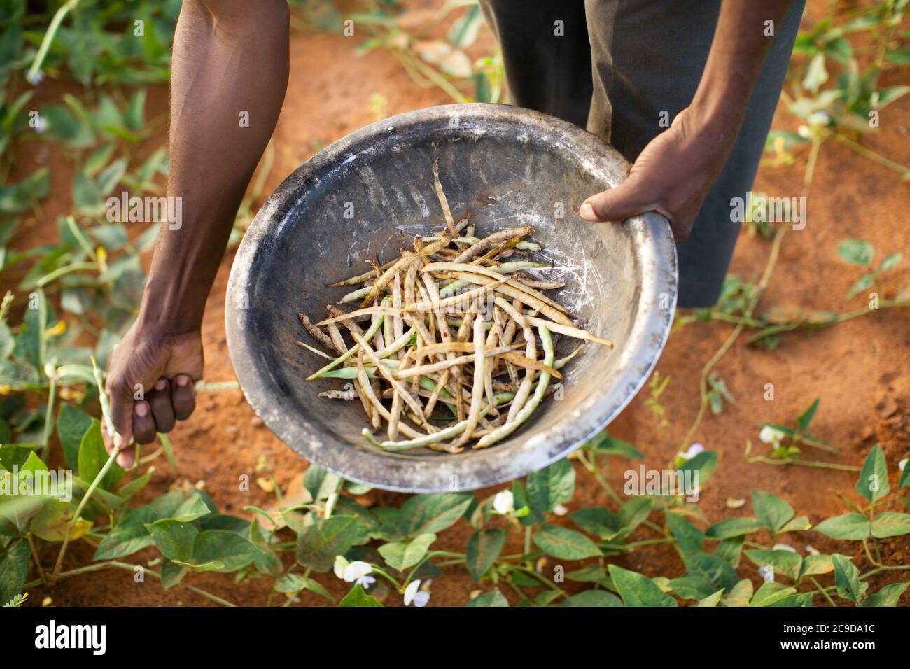 Cowpeas (black-eyed peas) are grown and harvested on a farm in Niger ...