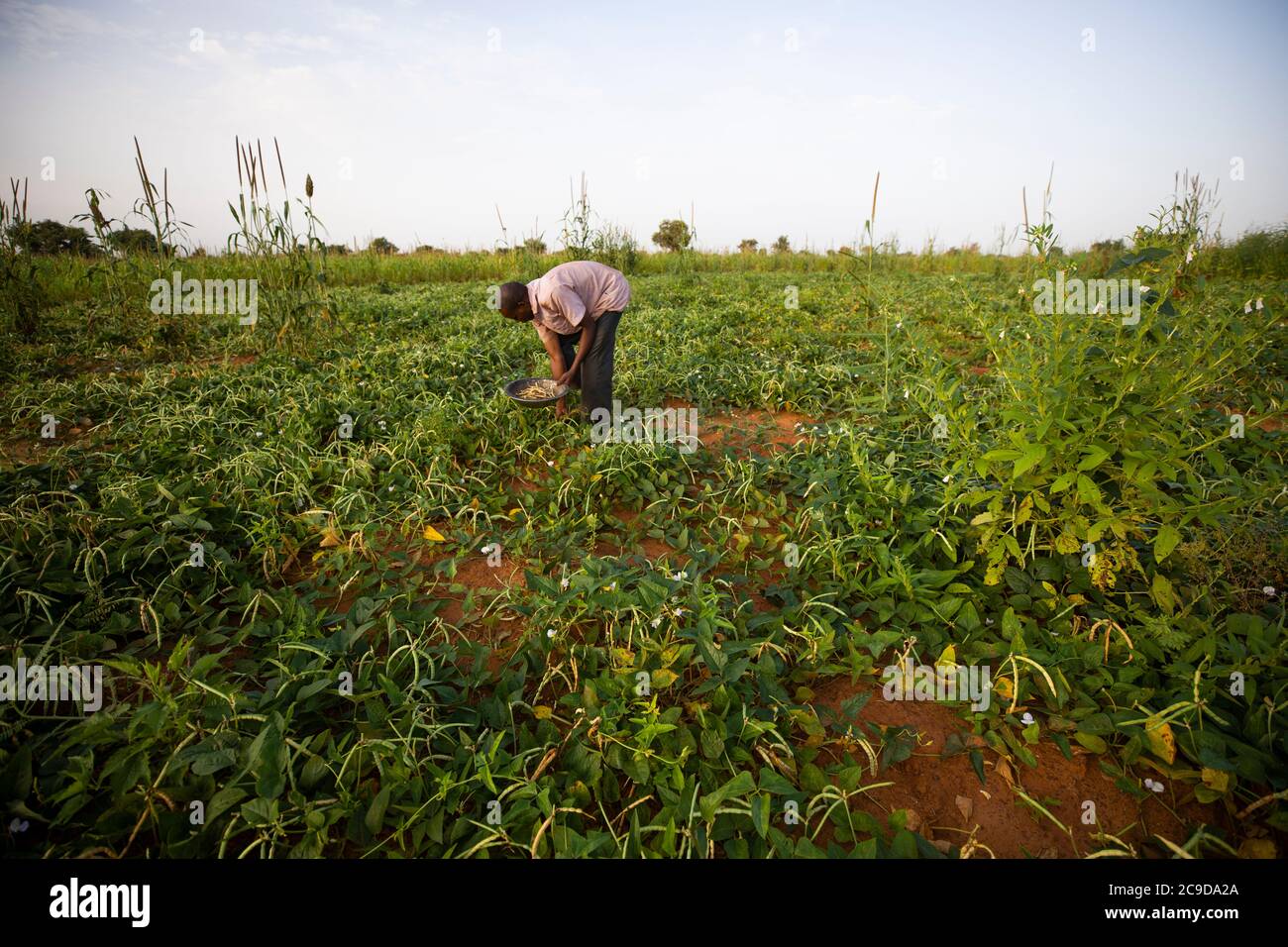 An African male farmer harvests cowpeas on his family’s farm in Tahoua ...