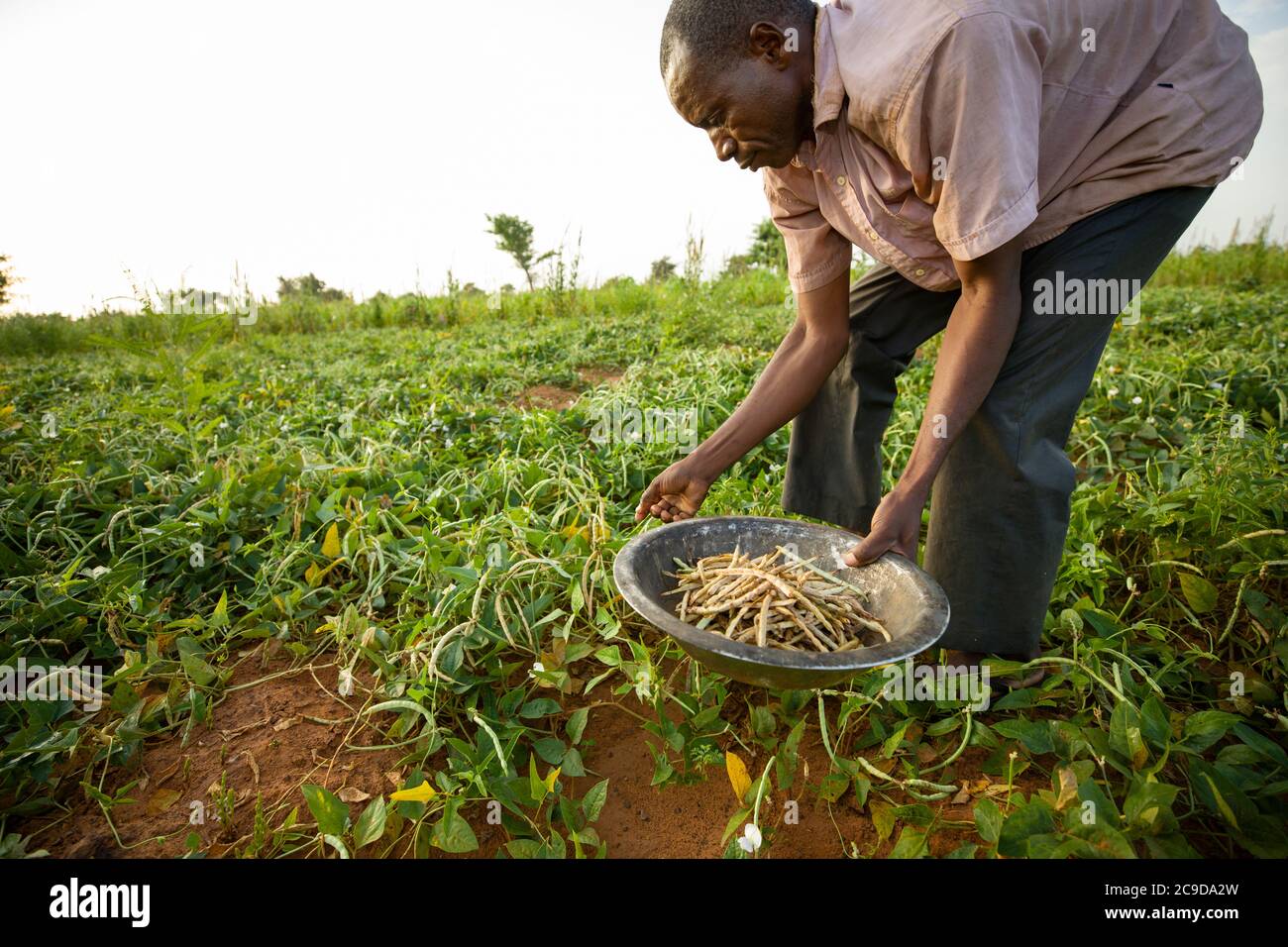 An African male farmer harvests cowpeas on his family’s farm in Tahoua ...
