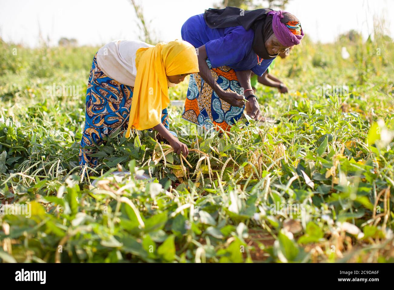 Women wearing traditional, colorful African clothing work to harvest ...