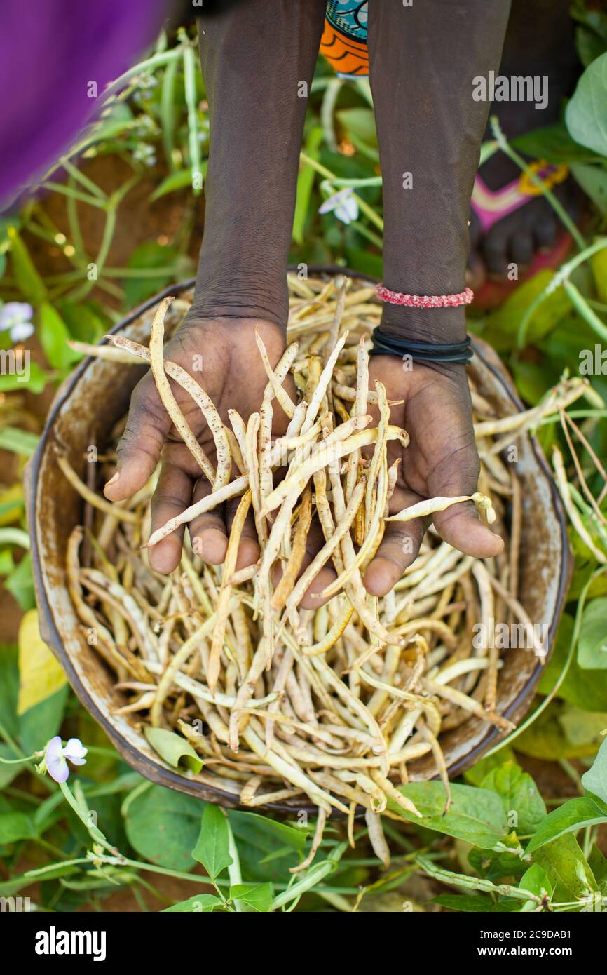 Cowpeas hi-res stock photography and images - Alamy
