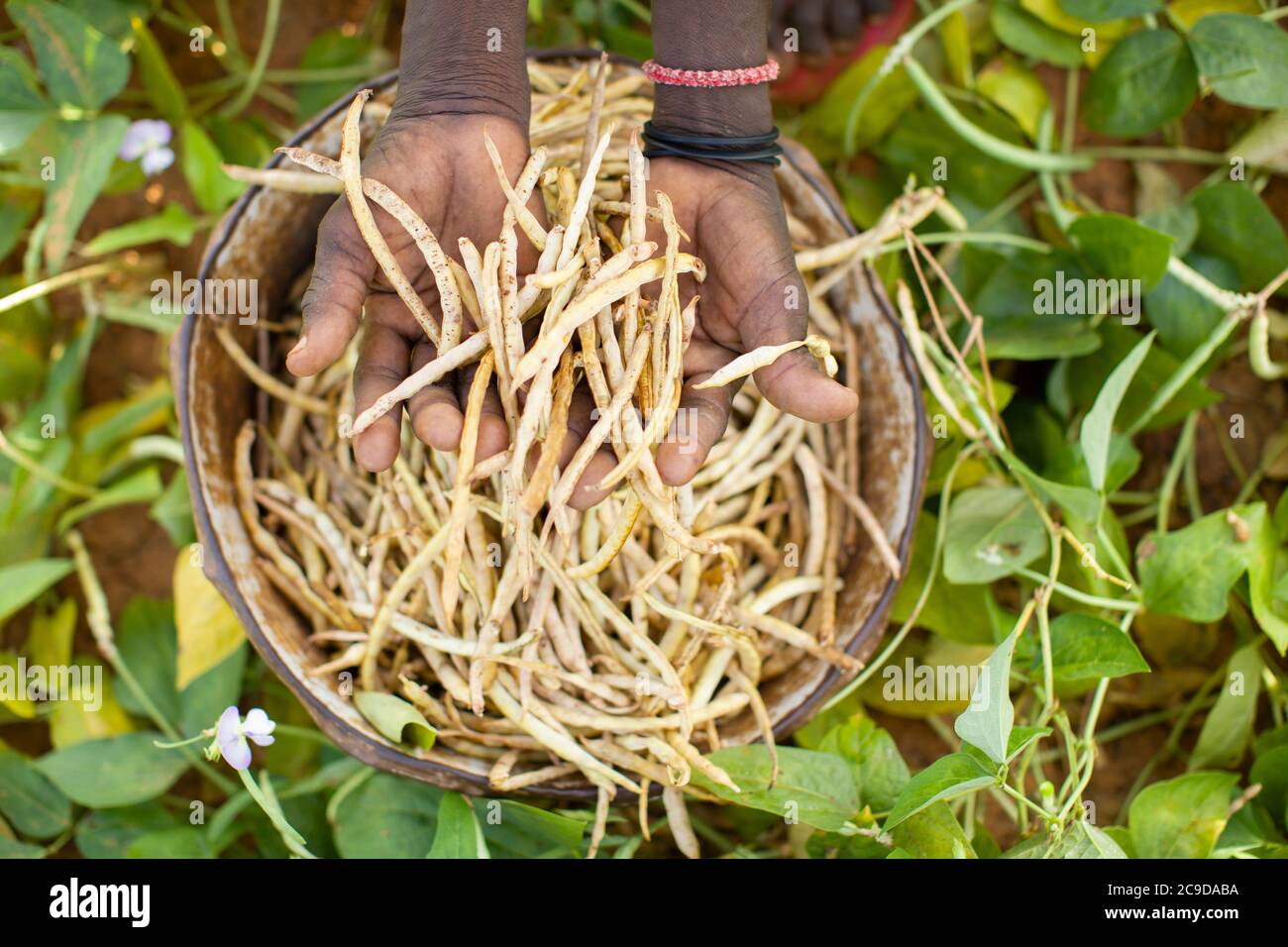 African cowpea farmer hi-res stock photography and images - Alamy