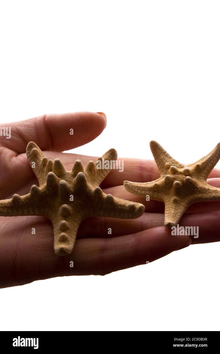 Female hands with a rare starfish figure - dark isolated silhouette ...