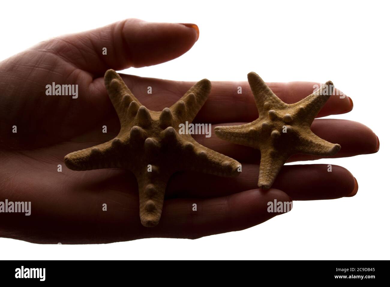 Female hands with a rare starfish figure - dark isolated silhouette ...