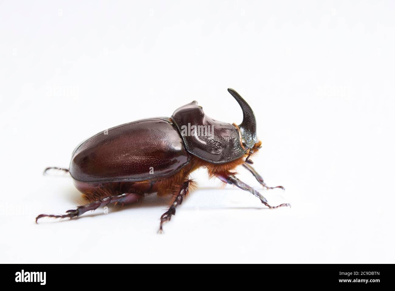 Rhinoceros beetle close up - studio shot, insectoid biology, male, wild ...
