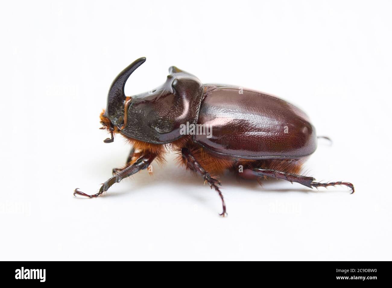 Rhinoceros beetle isolated hi-res stock photography and images - Alamy
