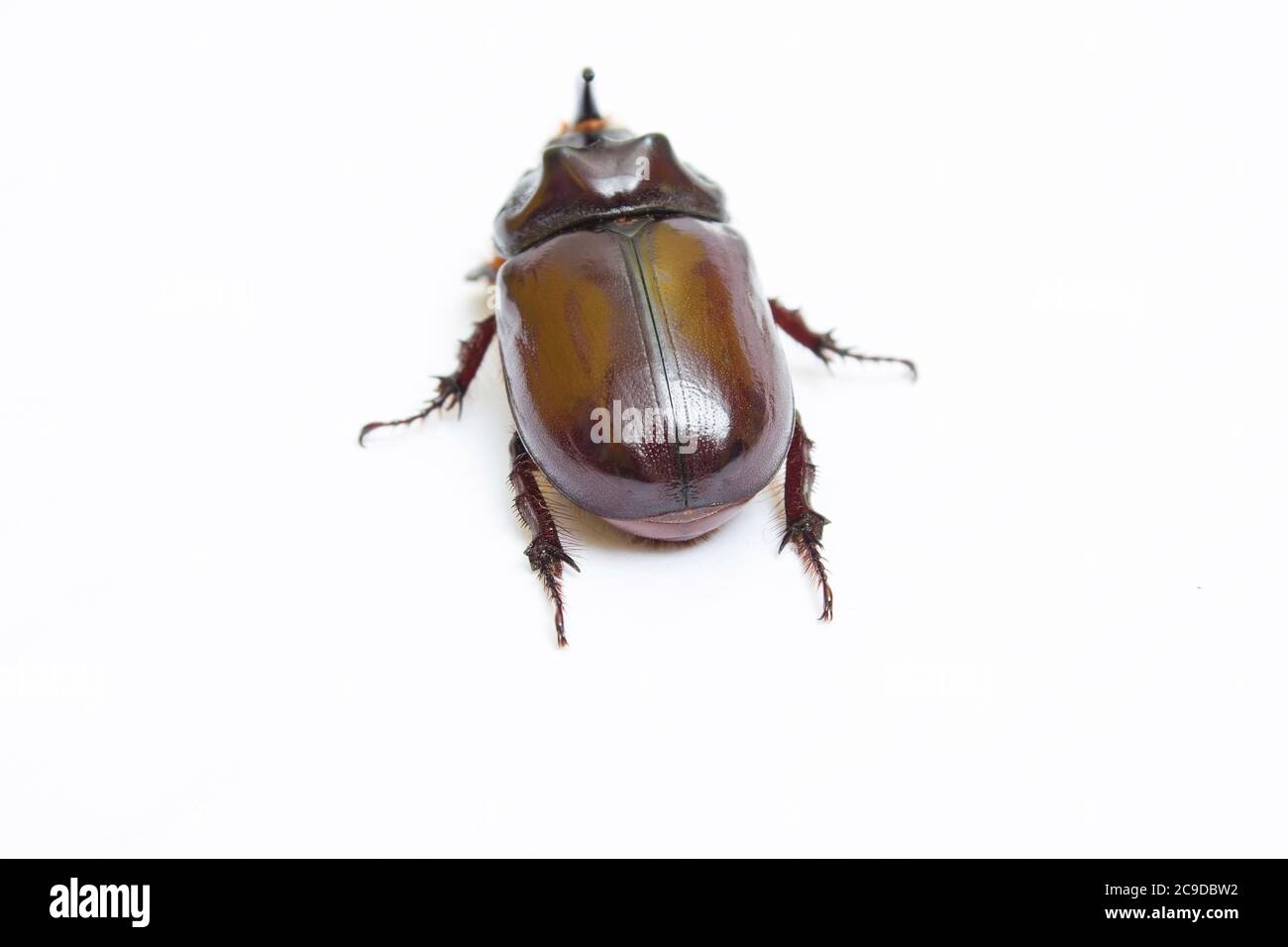Rhinoceros beetle close up - studio shot, insectoid biology, male, wild ...