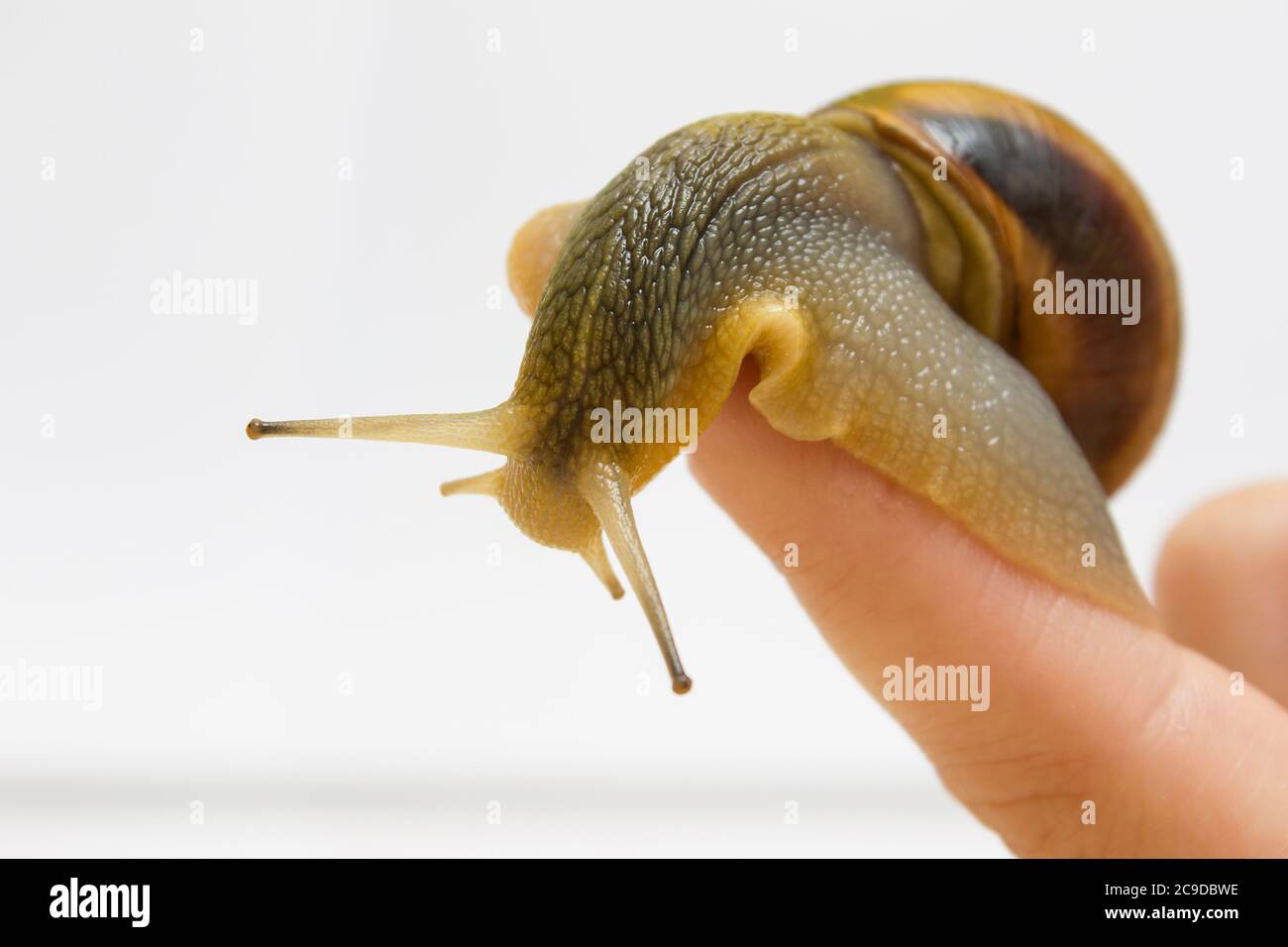 Close-up grape snail on a female finger, pet - studio shot, biology ...