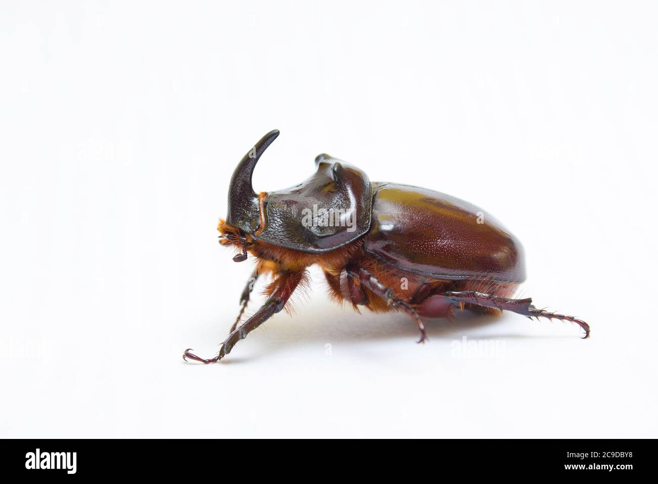 Rhinoceros beetle isolated hi-res stock photography and images - Alamy