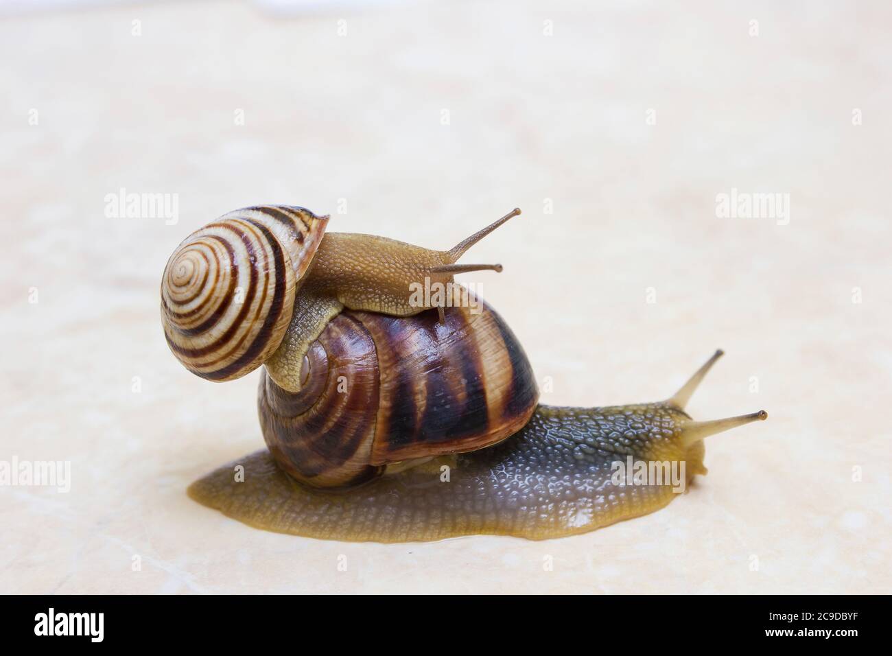 Two snail grape close-up - studio shot, biology, wild life, male and ...
