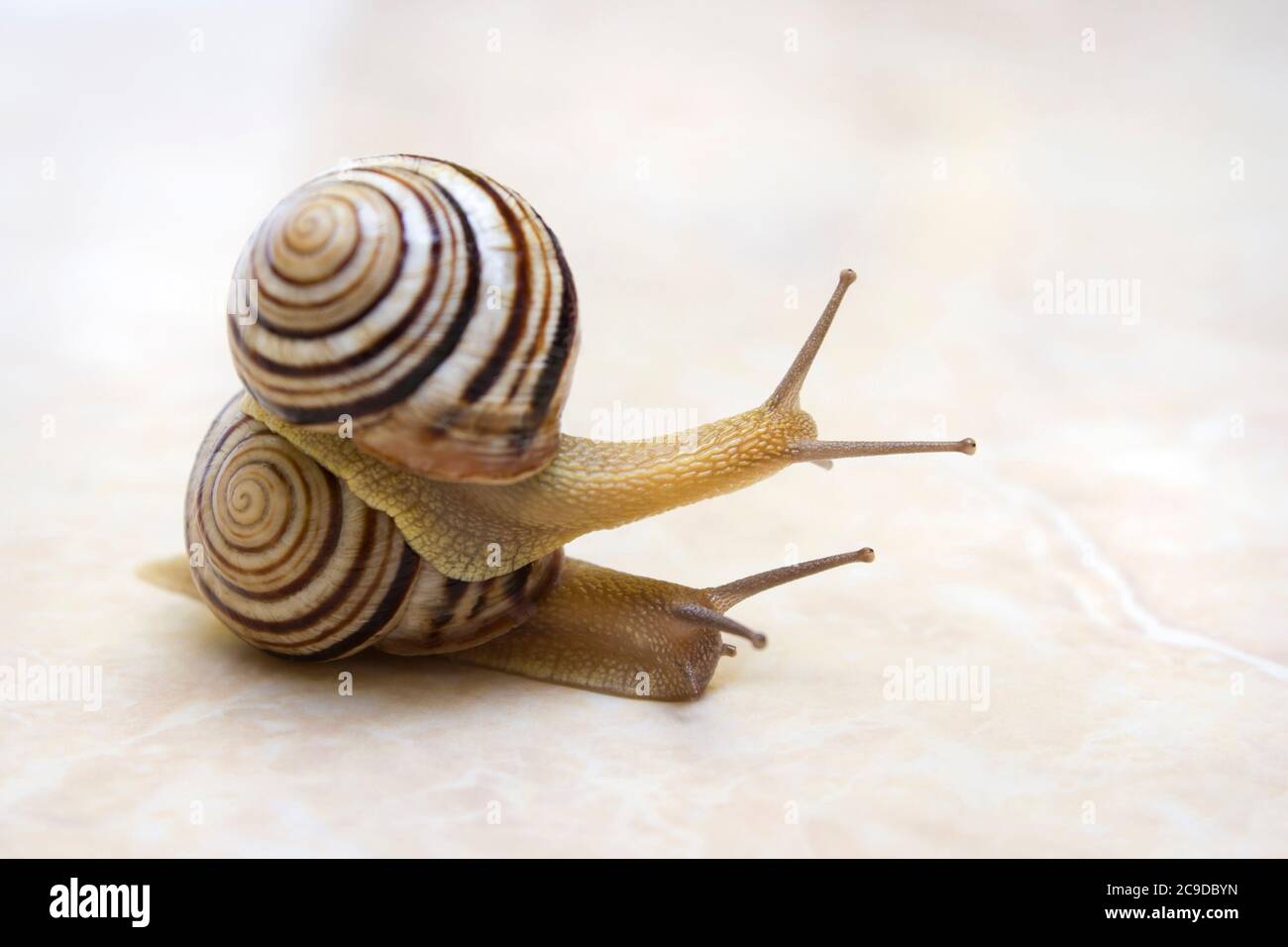 Two snail grape close-up - studio shot, biology, wild life, male and ...