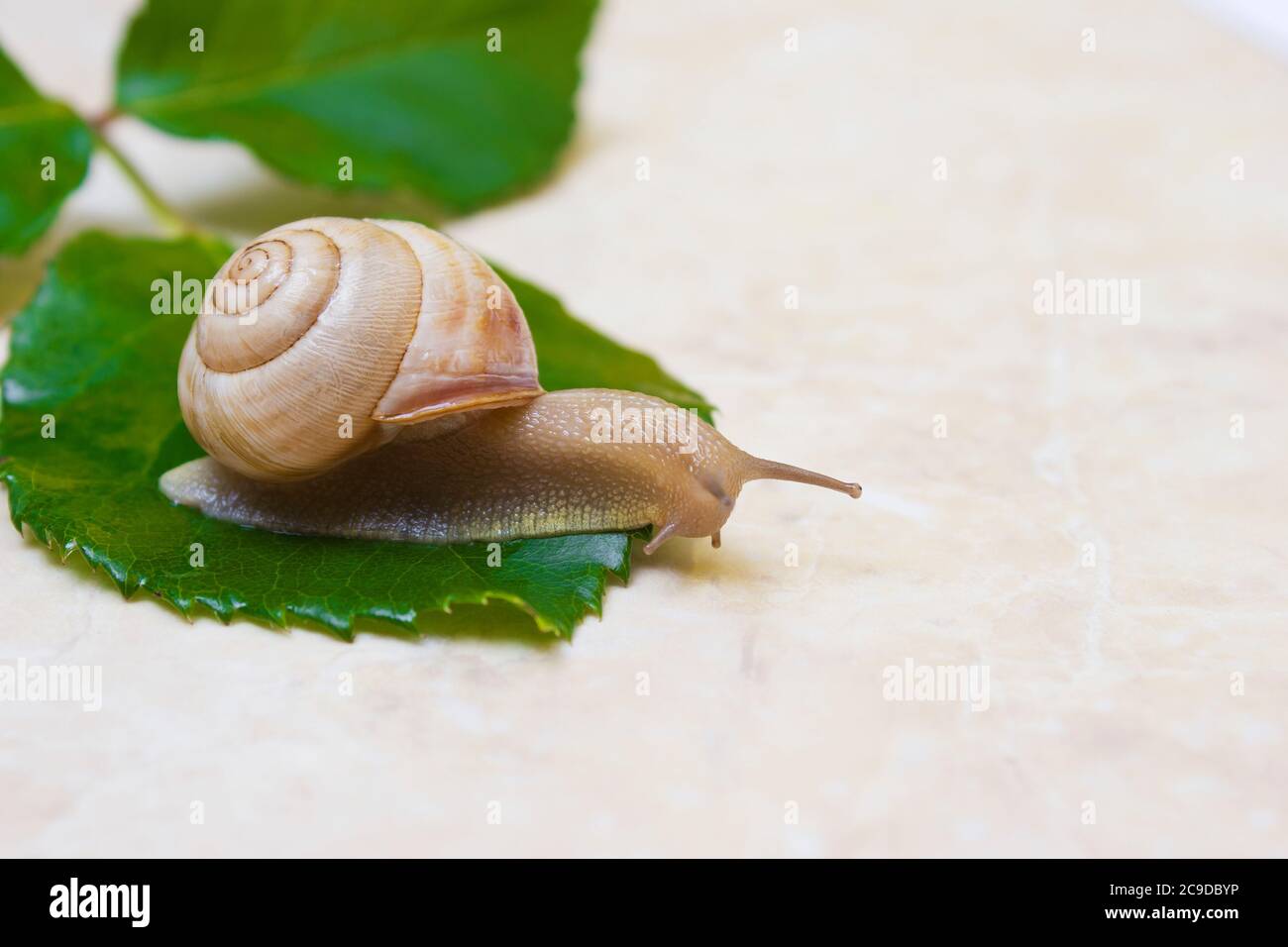 Snail close-up - studio shot, biology, wild life, male and female, food ...