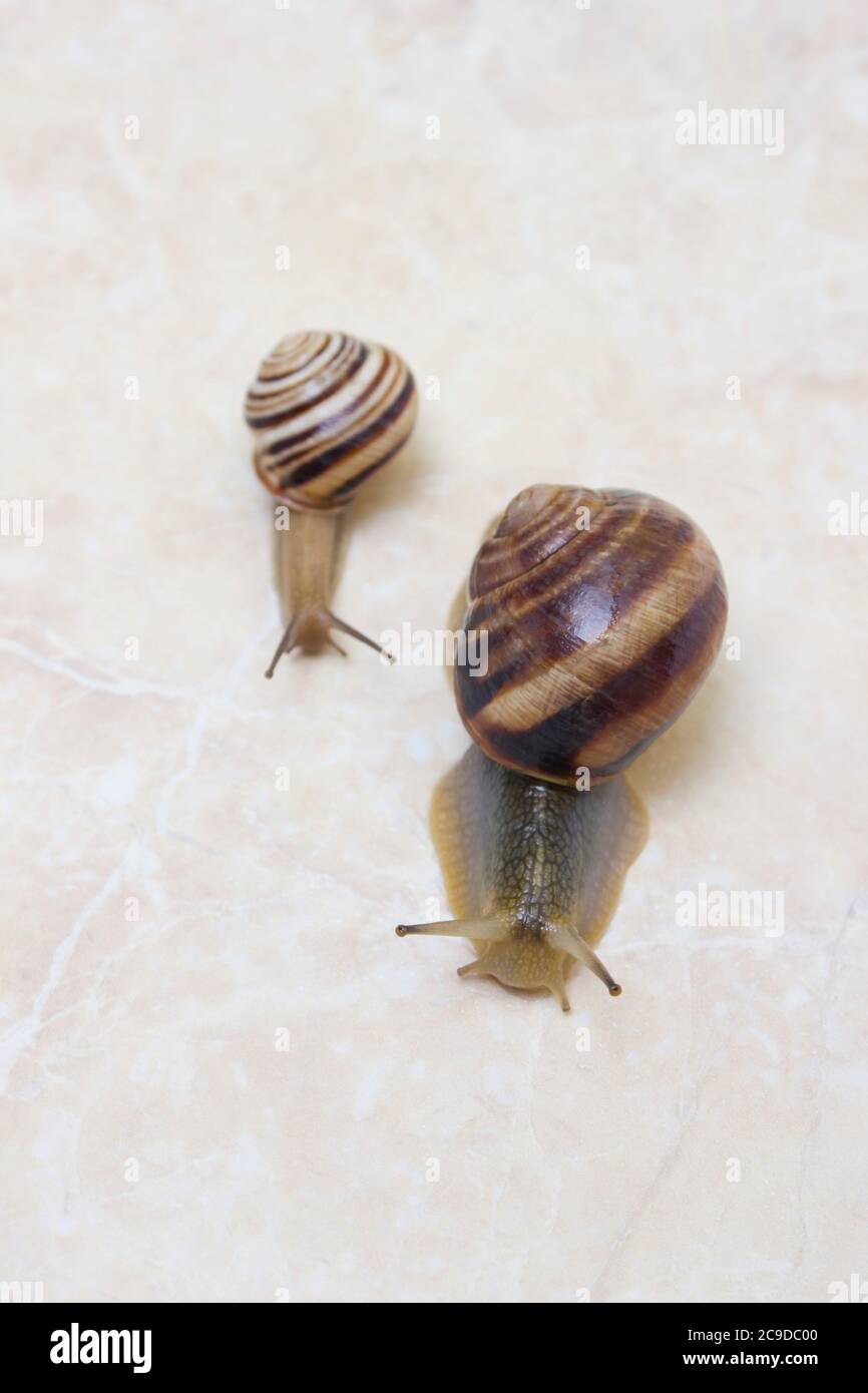 Two snail grape close-up - studio shot, biology, wild life, male and ...