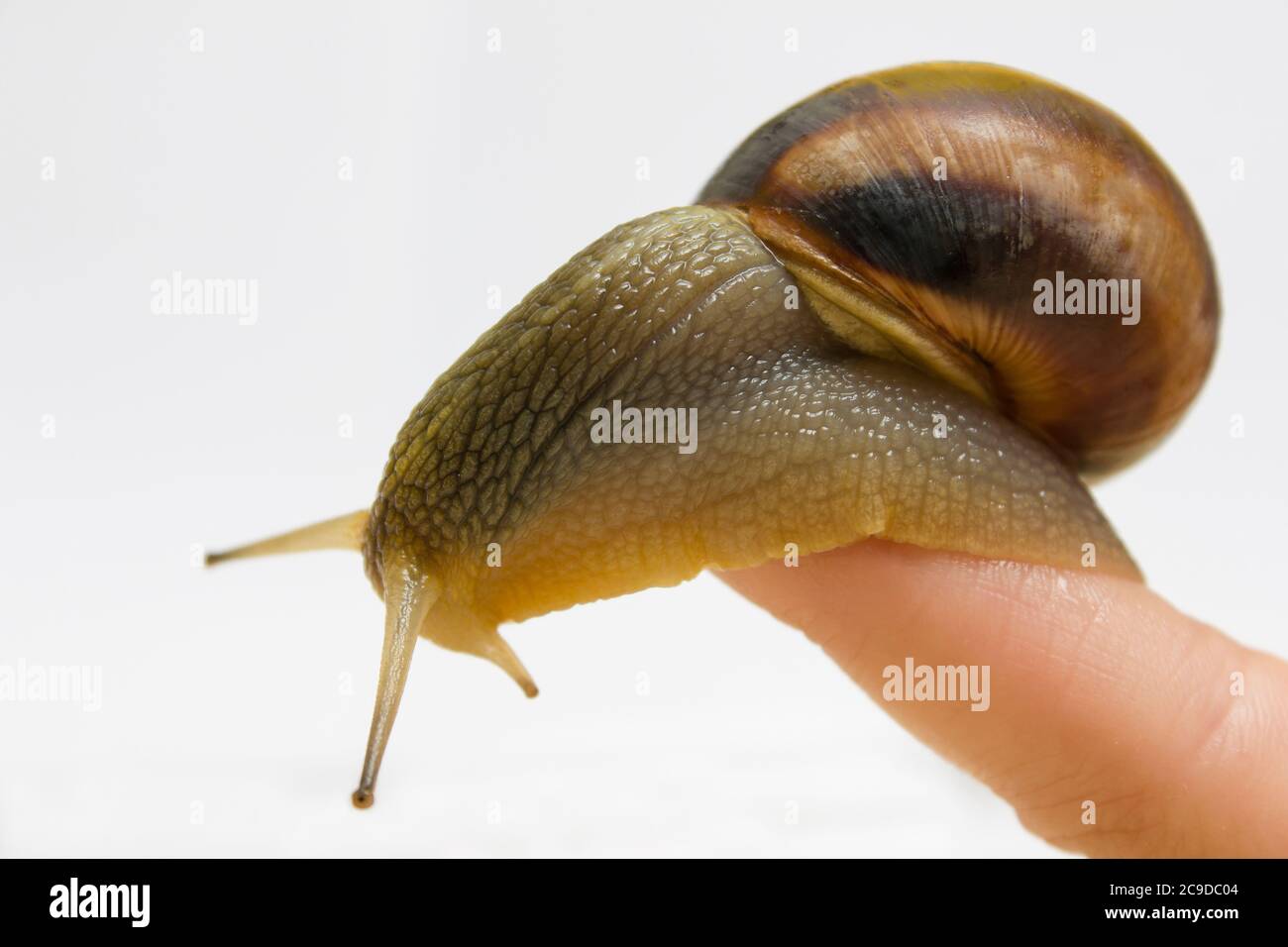 Close-up grape snail on a female finger, pet - studio shot, biology ...