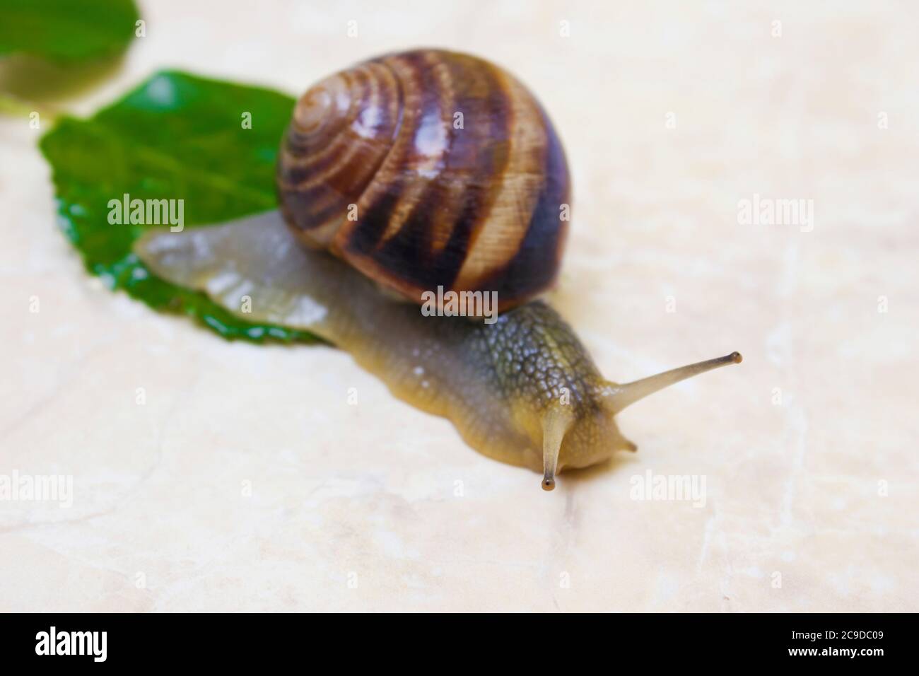 Grape snail close-up - studio shot, biology, wild life, male and female ...