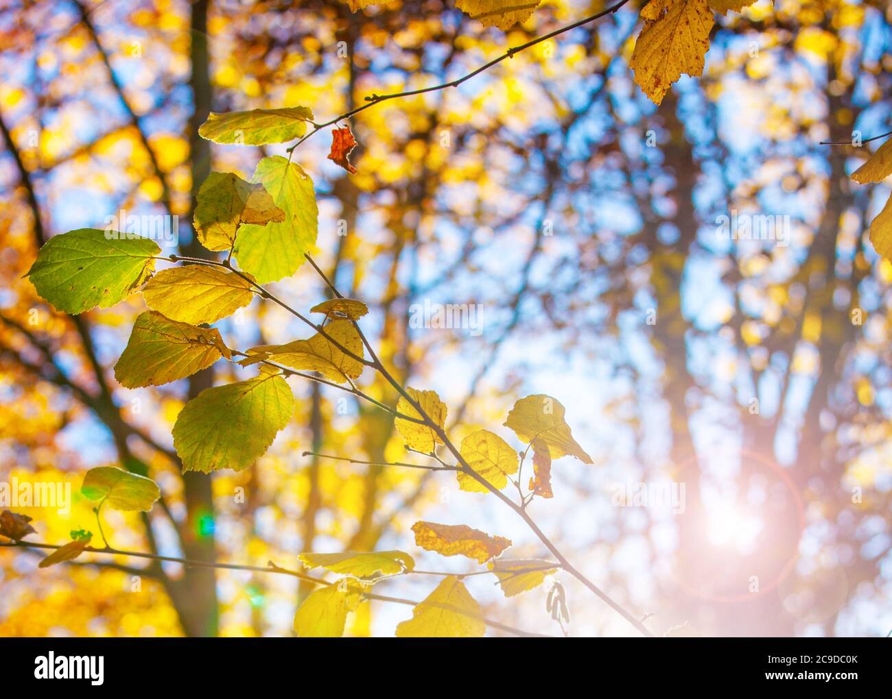Colorful and bright autumn deep forest with sun rays Stock Photo - Alamy