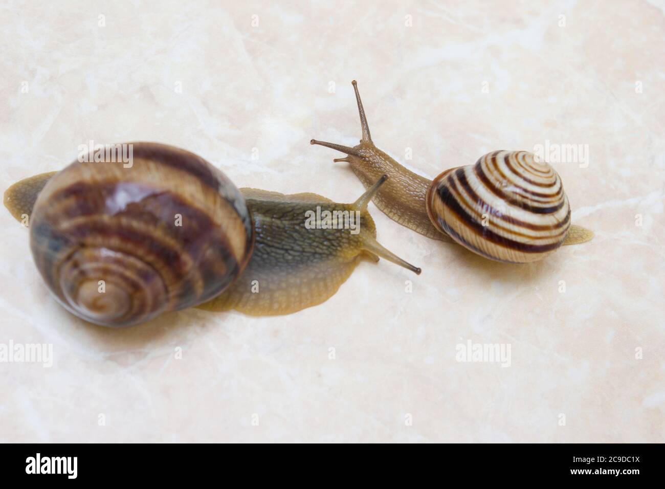 Male Female Snail Garden