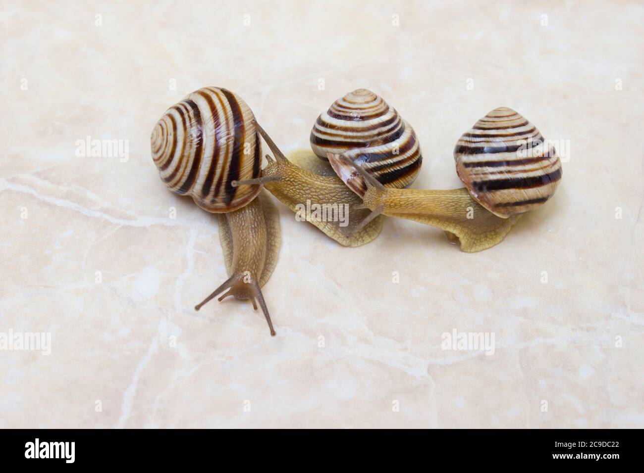 Three snail close-up - studio shot, biology, wild life, male and female ...