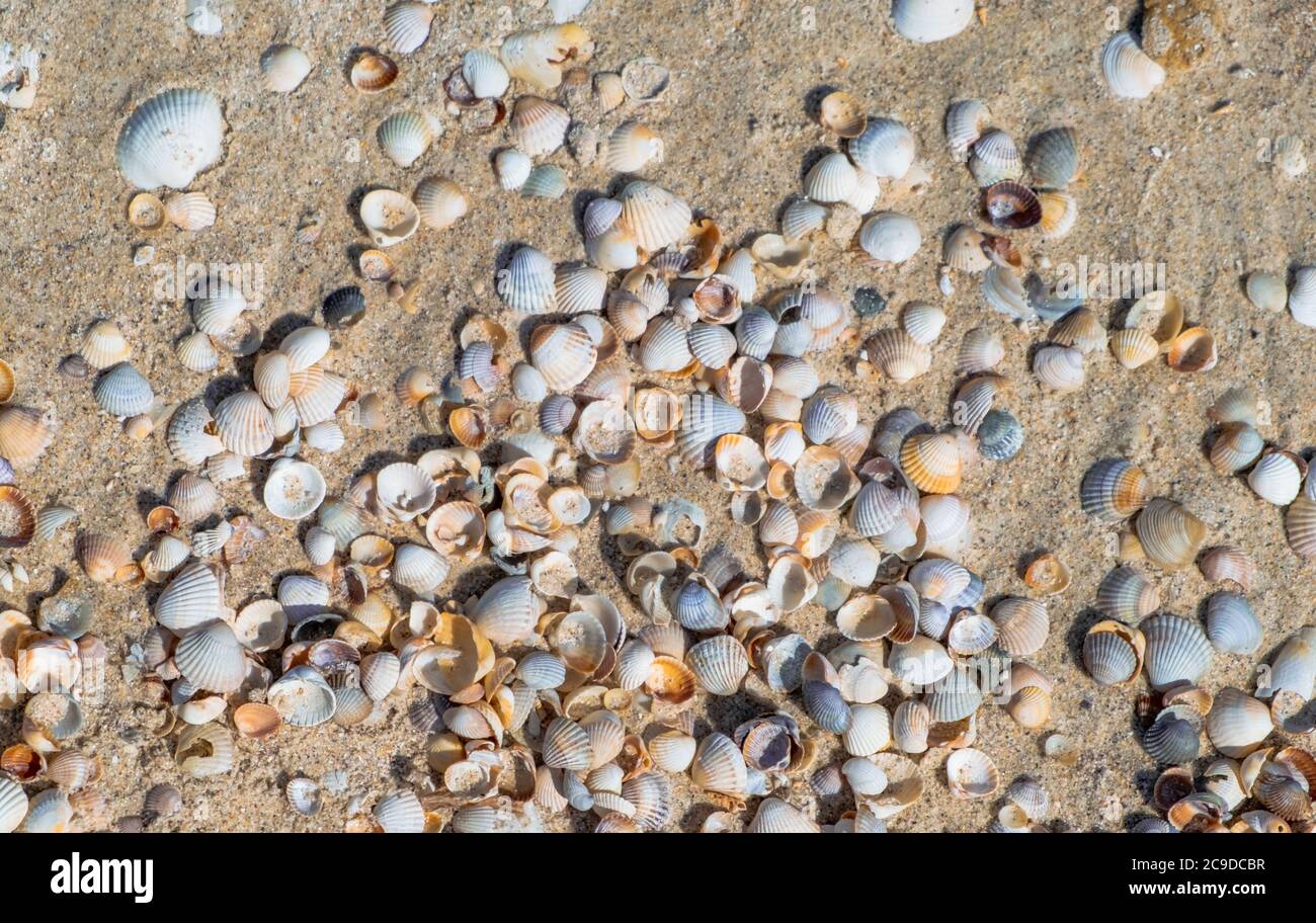 colorful sea shells background. Sea shells on sand. Summer beach ...