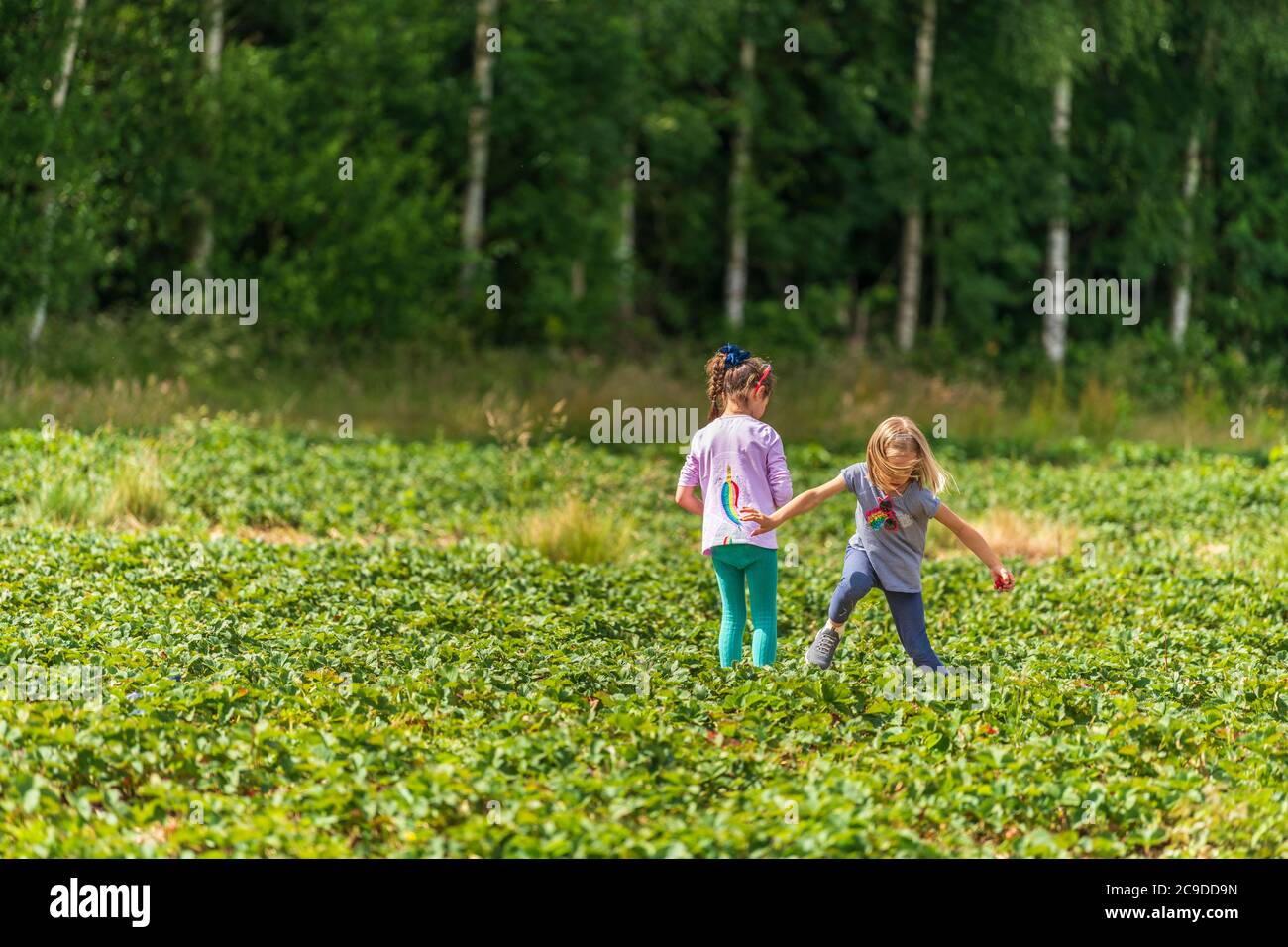 Two little girls picking fresh farm raspberries in field in Sevenoaks ...