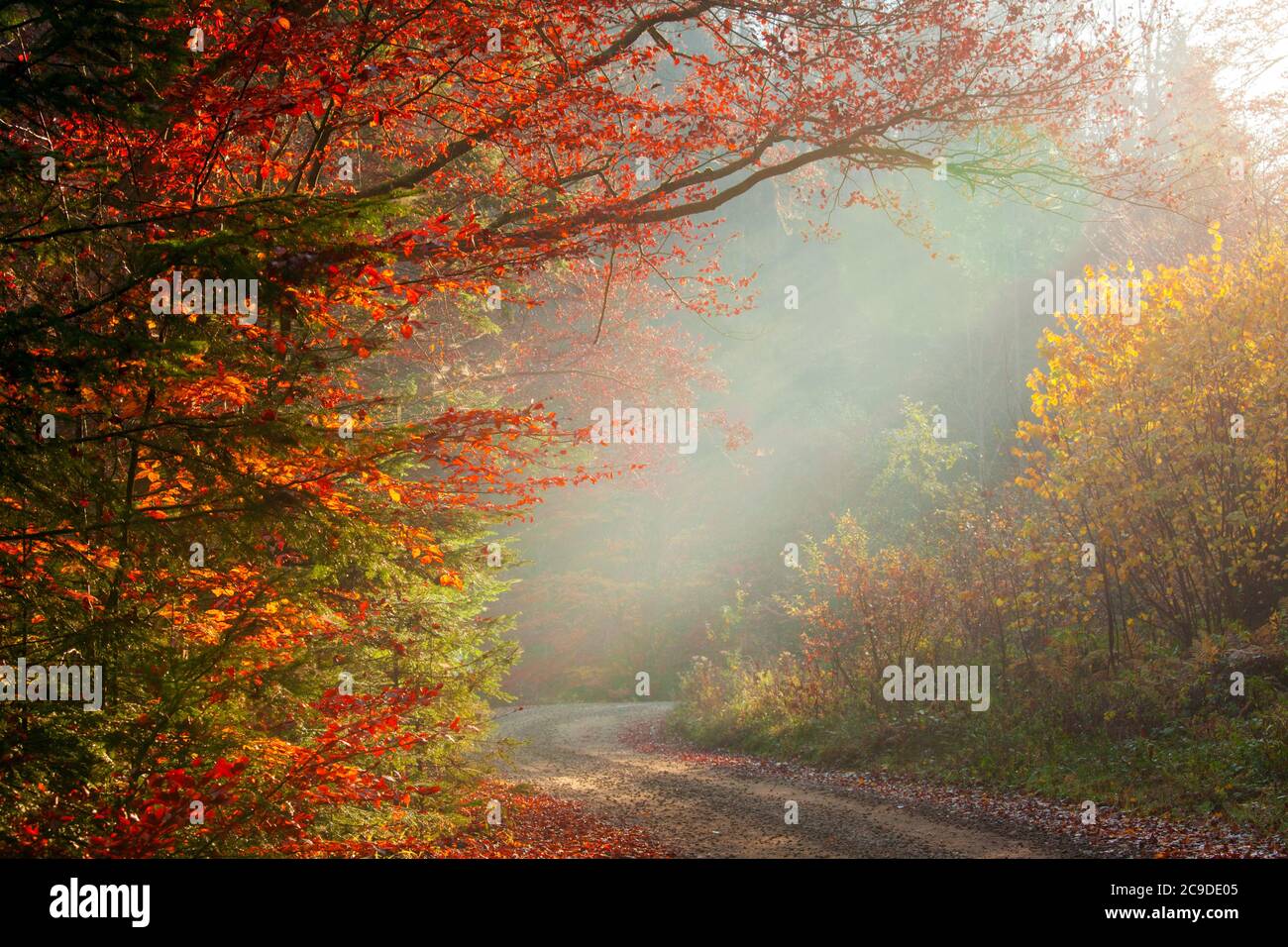 Colorful and bright autumn deep forest with sun rays Stock Photo - Alamy