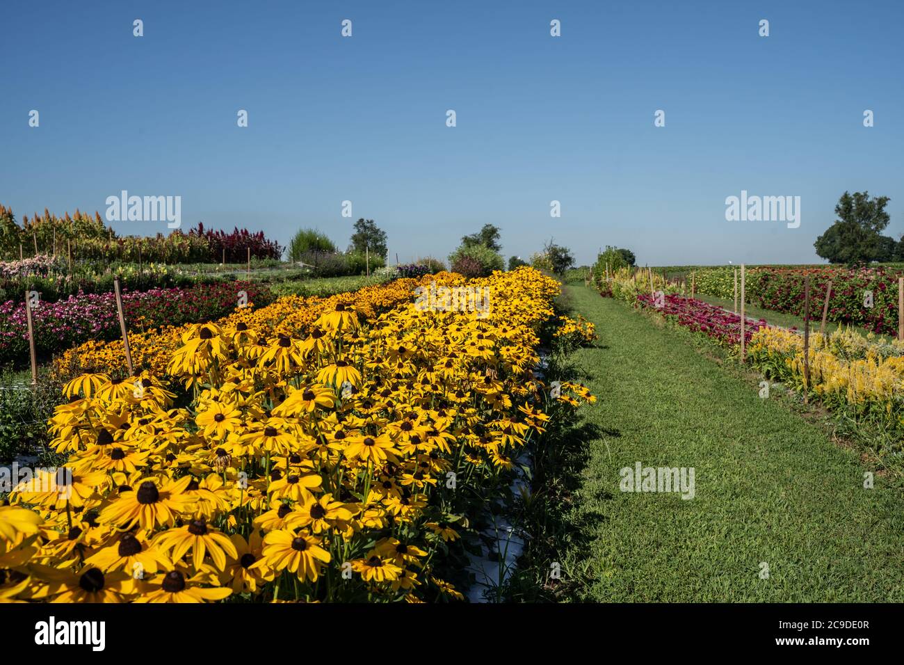 Rows of Black-Eyed Susans in field on Amish Farm, Lancaster ...