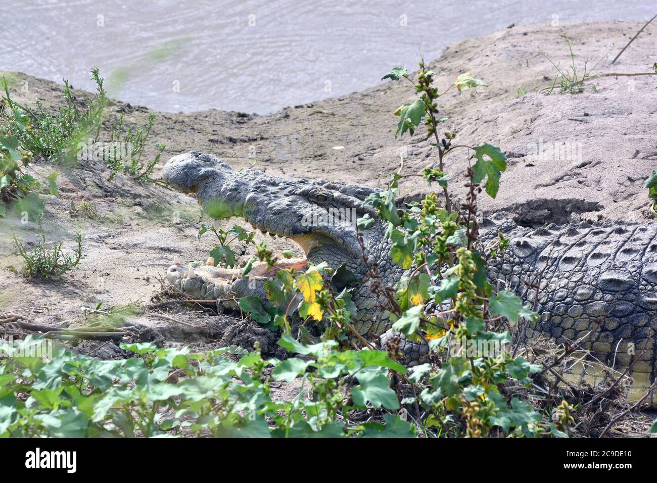 Nile crocodile, Nilkrokodil, Crocodile du Nil, Crocodylus niloticus ...