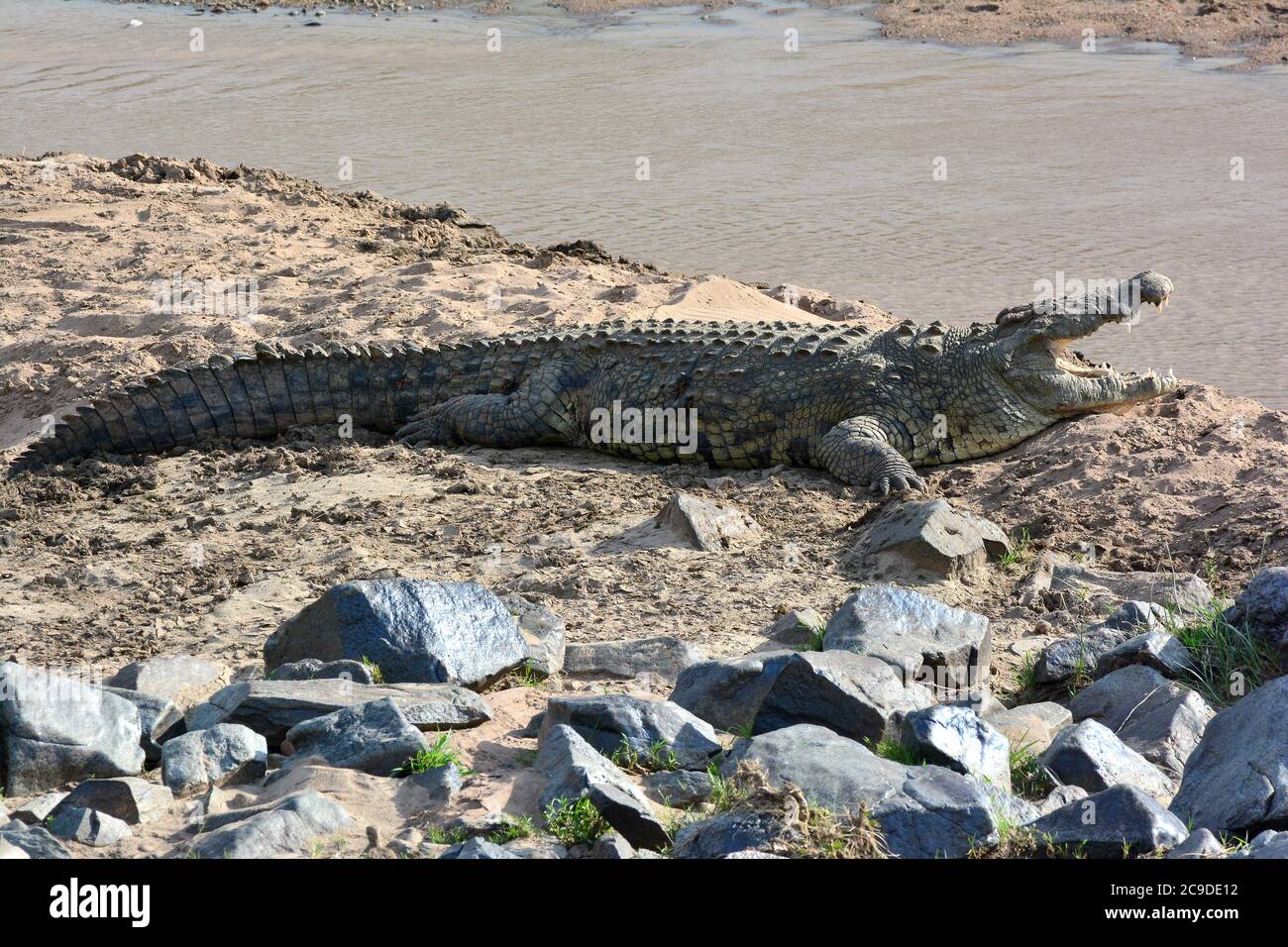 Nile crocodile, Nilkrokodil, Crocodile du Nil, Crocodylus niloticus ...