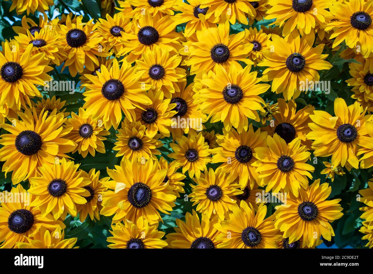 Top view of black-eyed susans grow in farm field on Amish Farm ...