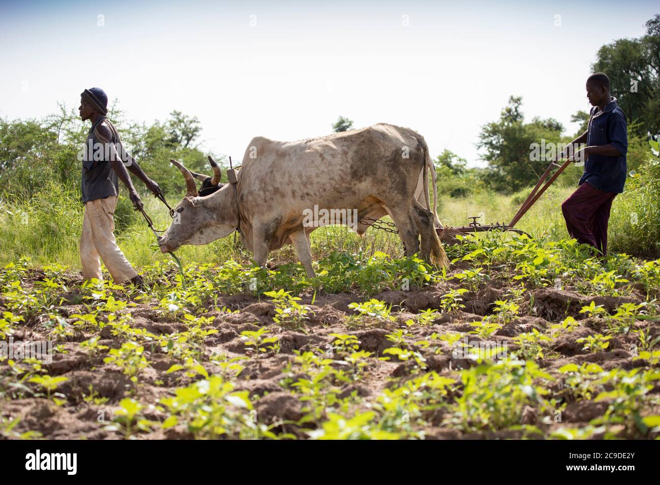 Huge Oxen Farm