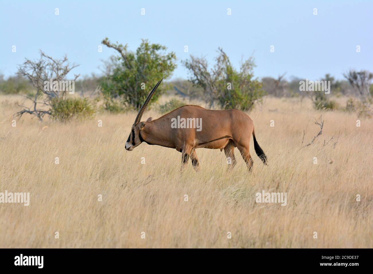 Fringe eared oryx hi-res stock photography and images - Alamy