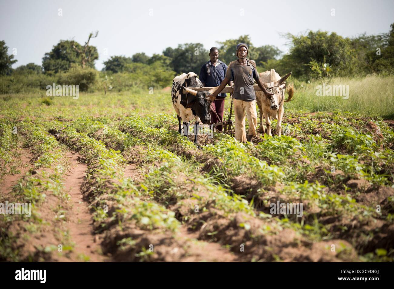 Farmers and their oxen plow their sesame fields in Mouhoun Province ...