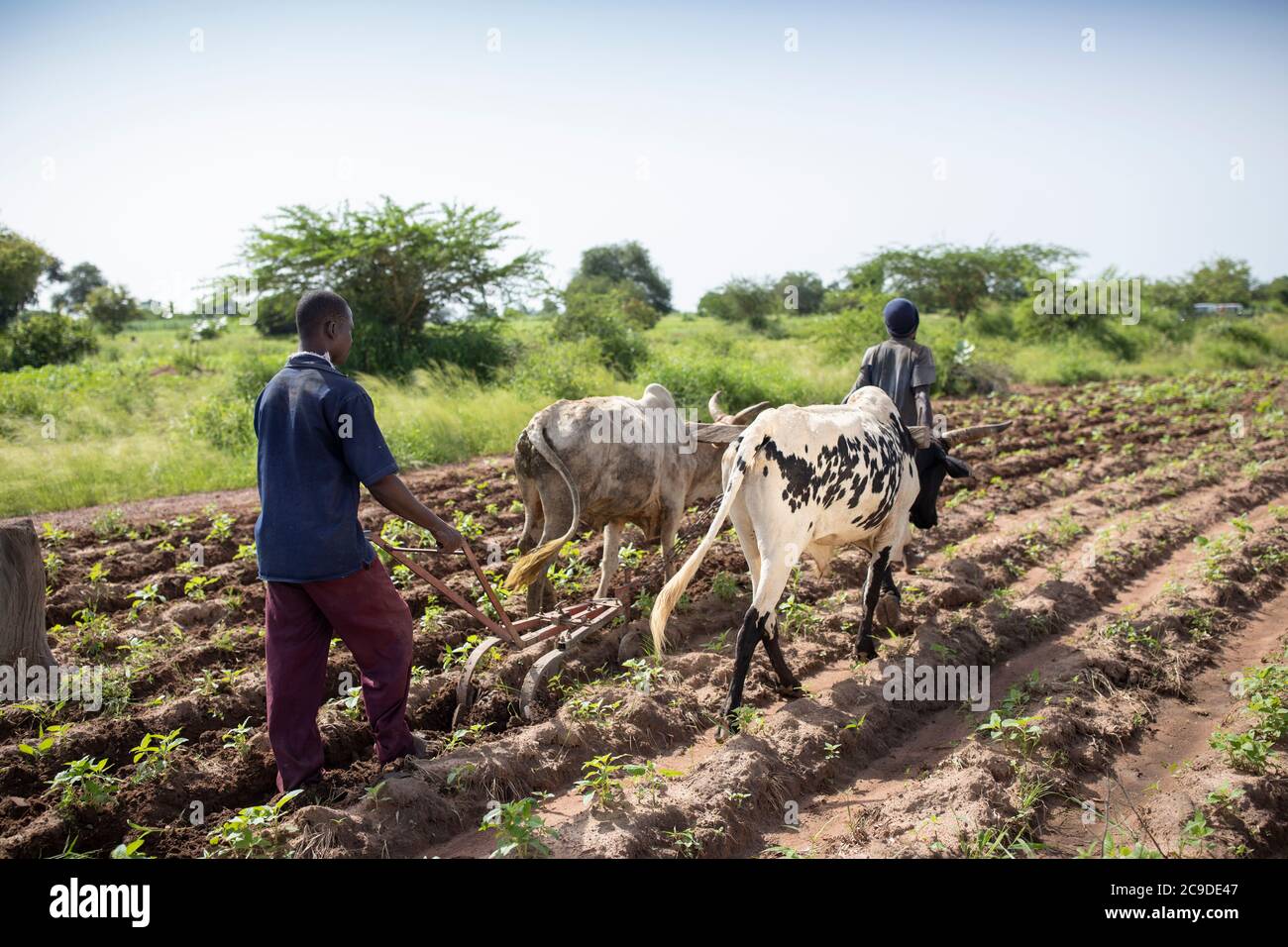 Farmers and their oxen plow their sesame fields in Mouhoun Province ...