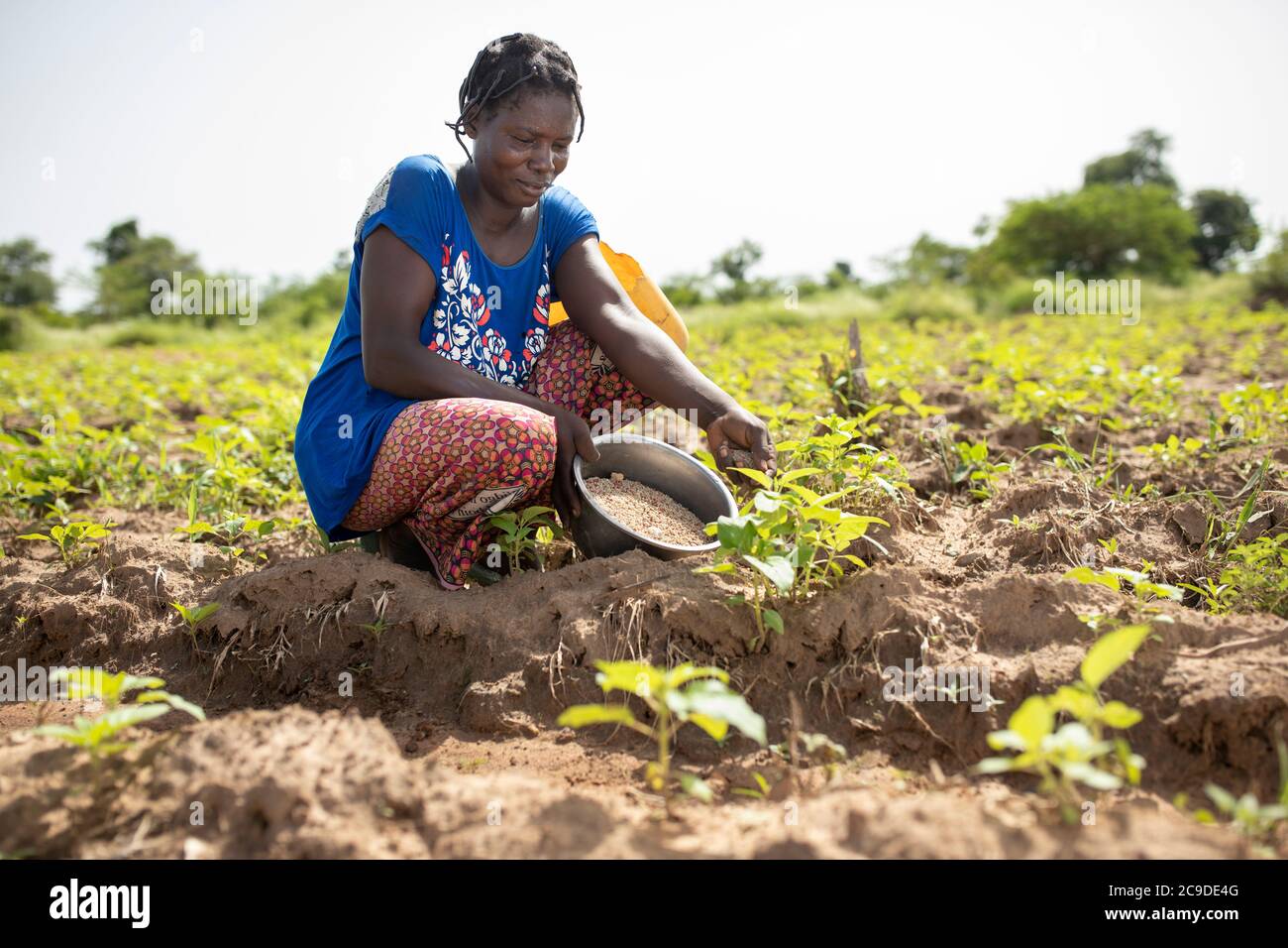 Applying fertiliser seeds hi-res stock photography and images - Alamy