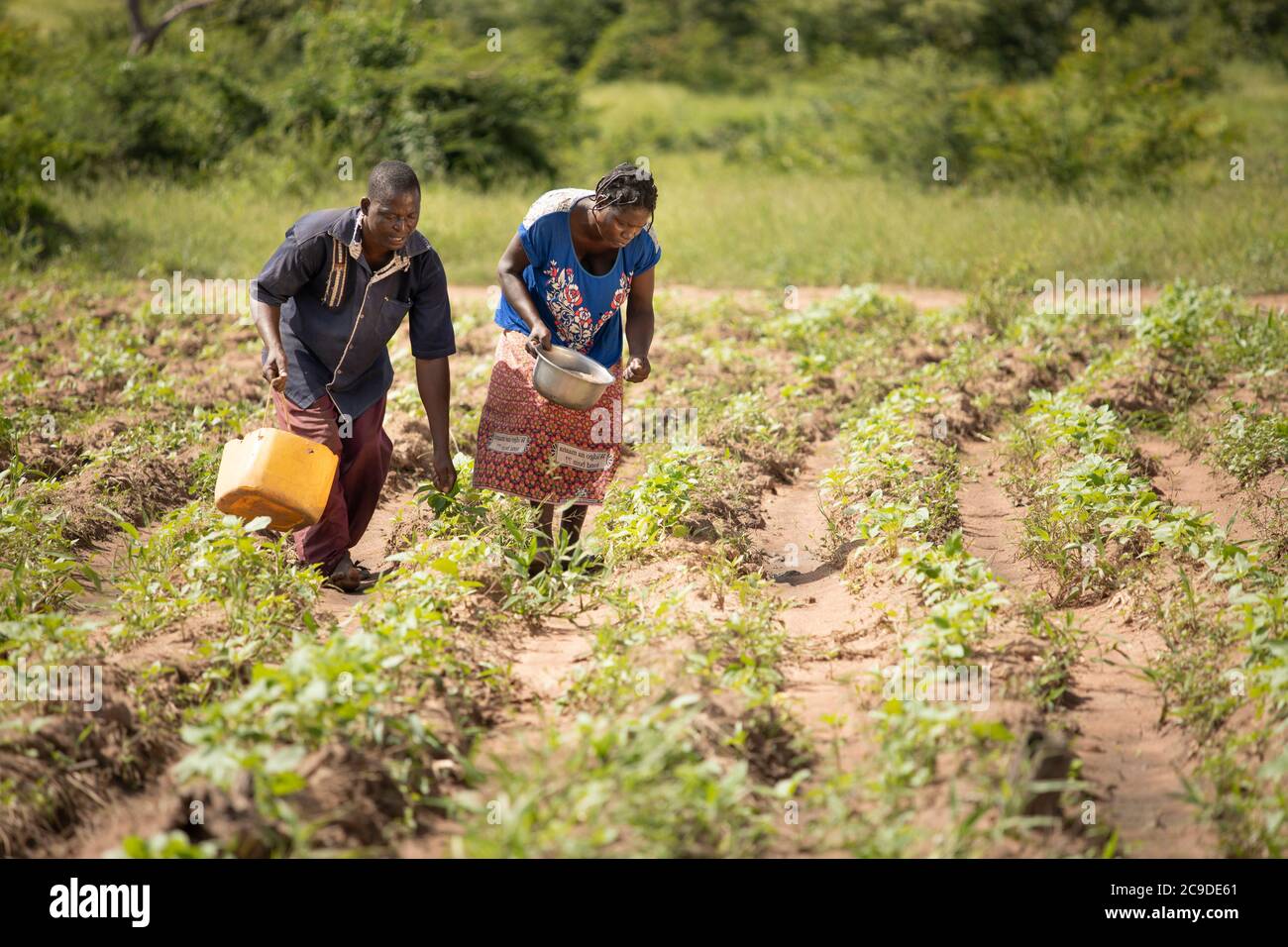 A farmer couple uses an industrial fertilizer to fertilize their young ...