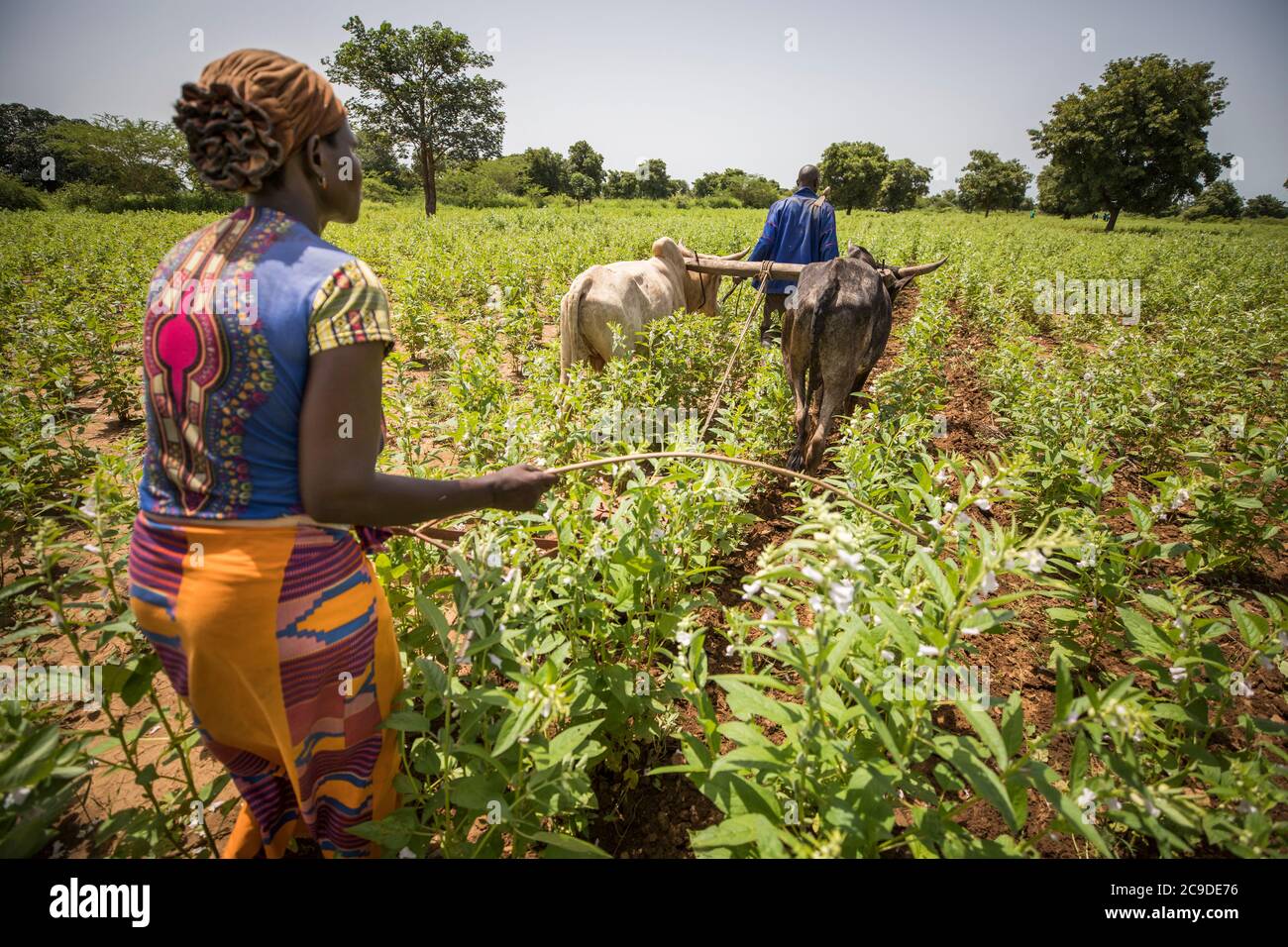 Farmers and their oxen plow their sesame fields in Mouhoun Province ...