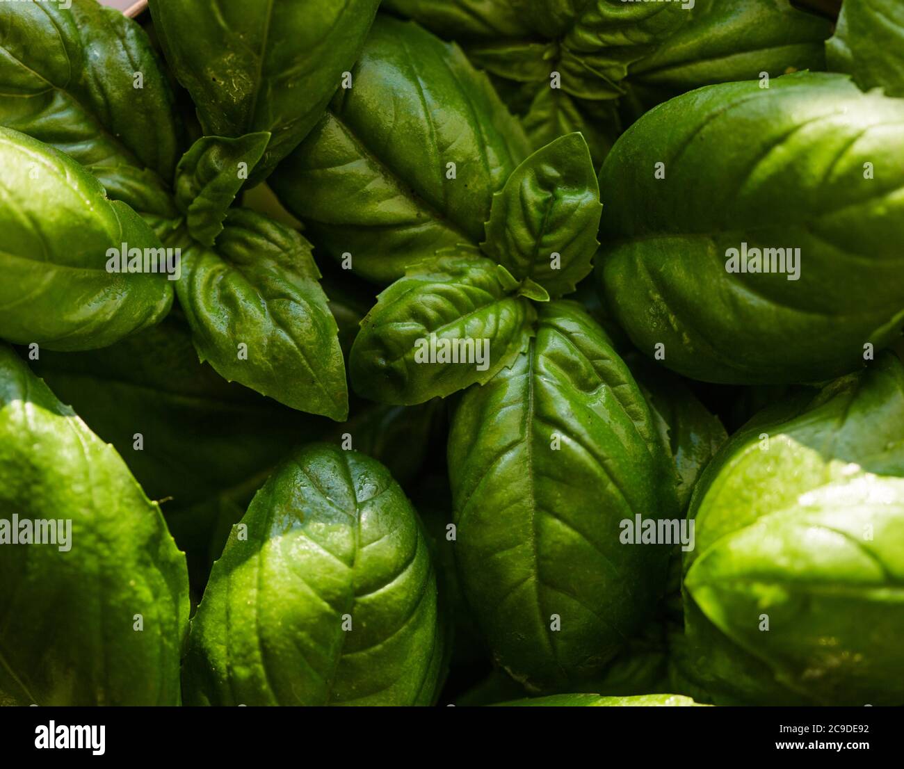 Closeup basil. Green fresh basil leaf plant top view Stock Photo - Alamy