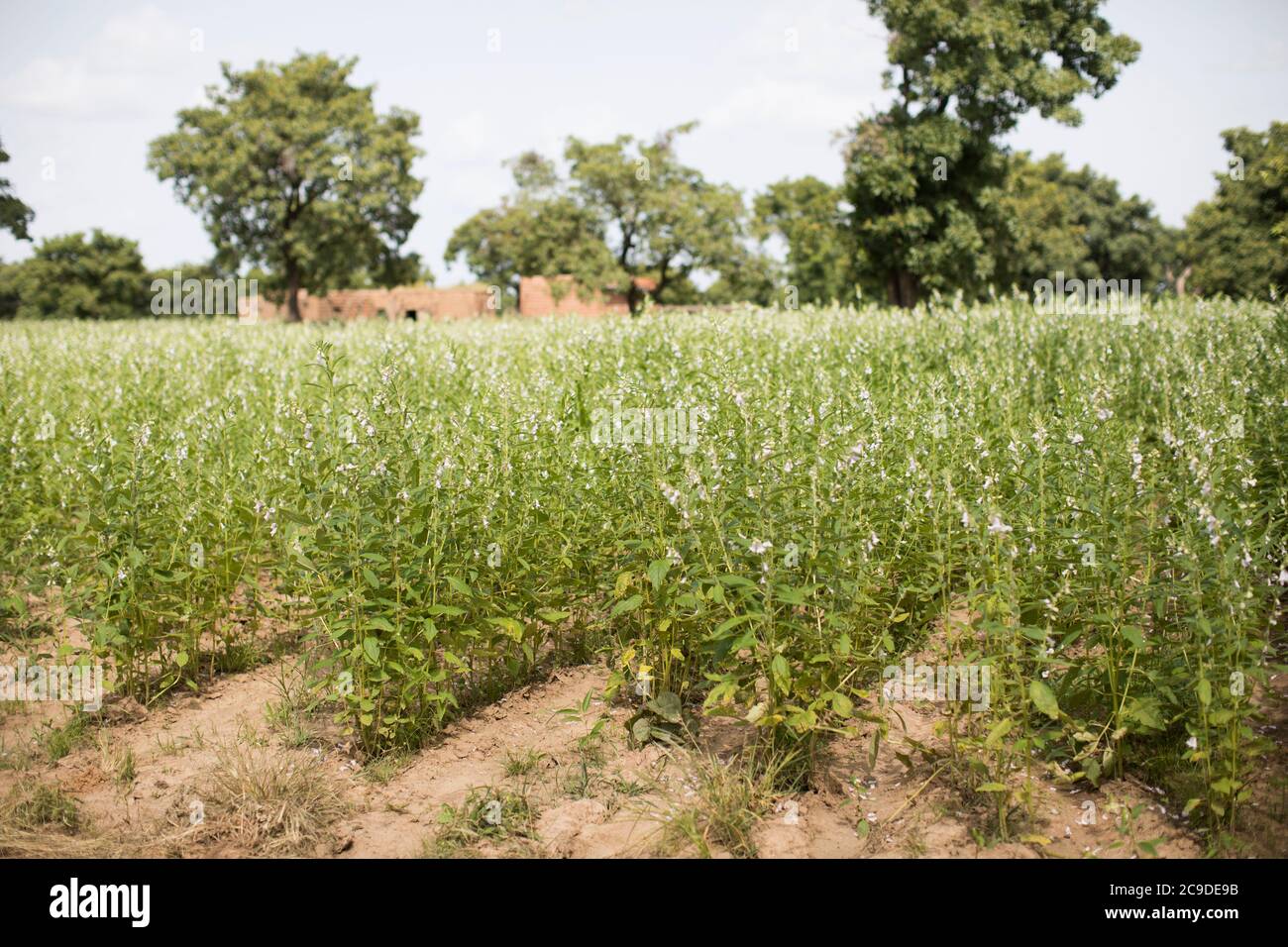 Flowering sesame plants grow on a farm in Mouhoun Province, Boucle de ...