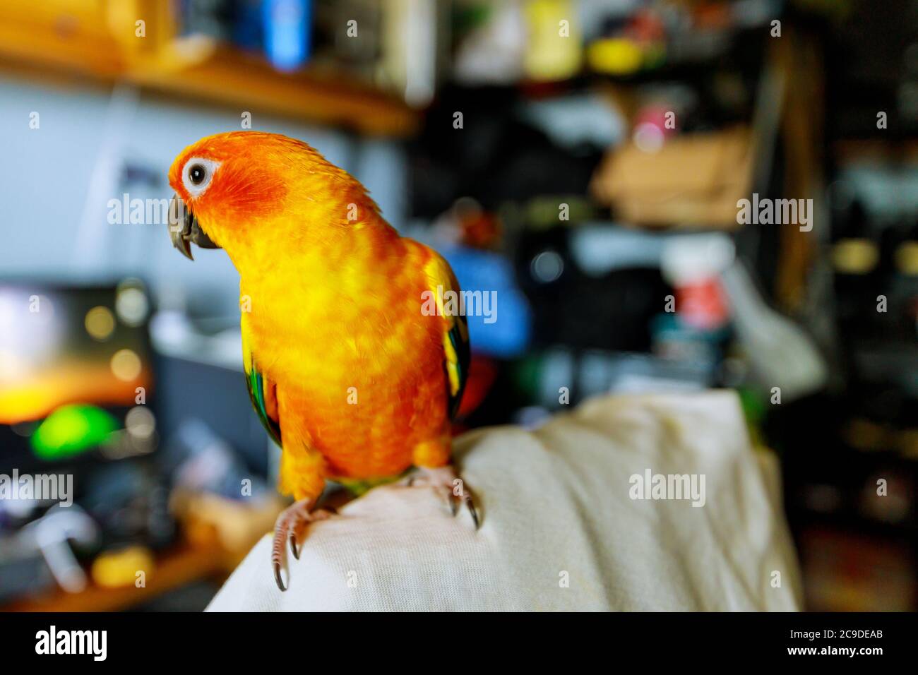 Aratinga solstitialis hi-res stock photography and images - Alamy