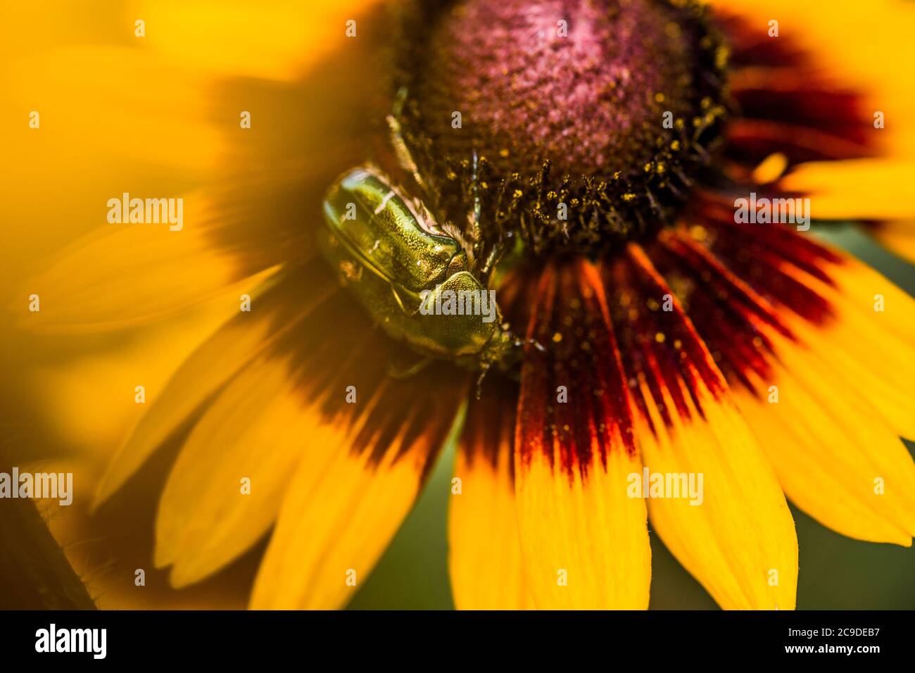 green beetles procreating on top of a daisy Stock Photo - Alamy