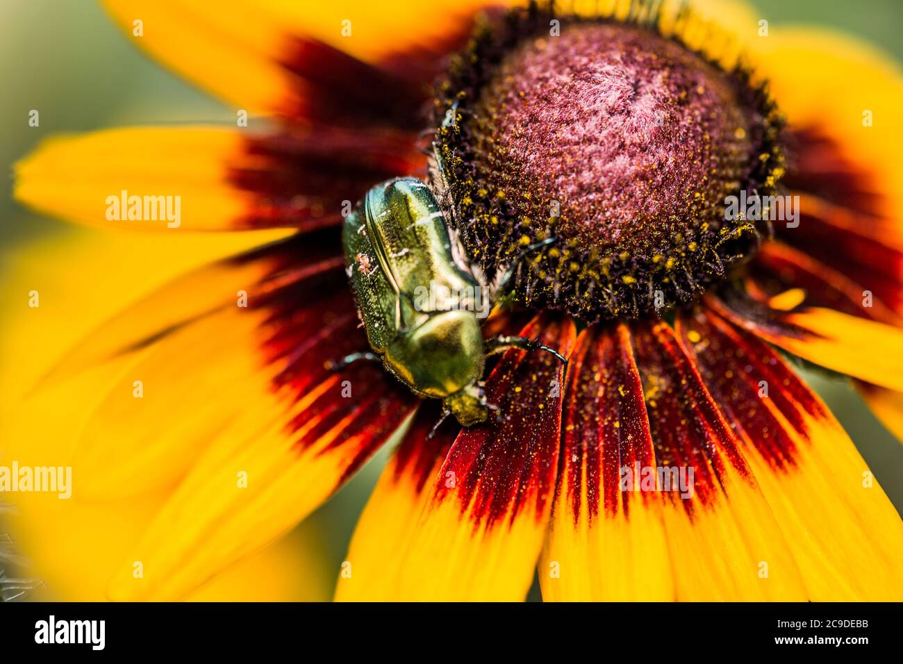 Beetles on a daisy flower hi-res stock photography and images - Alamy