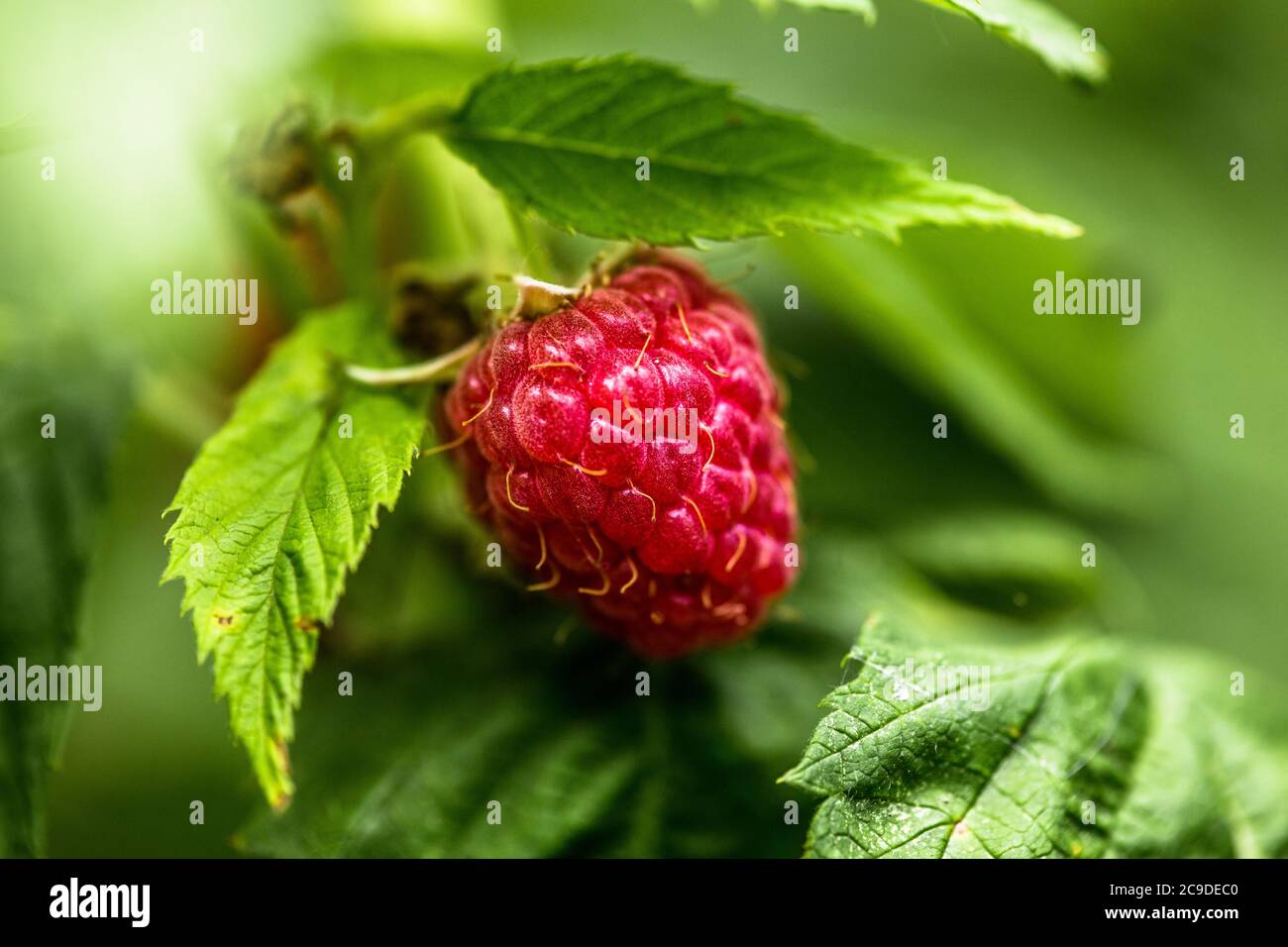 Raspberry hanging on plant hi-res stock photography and images - Alamy