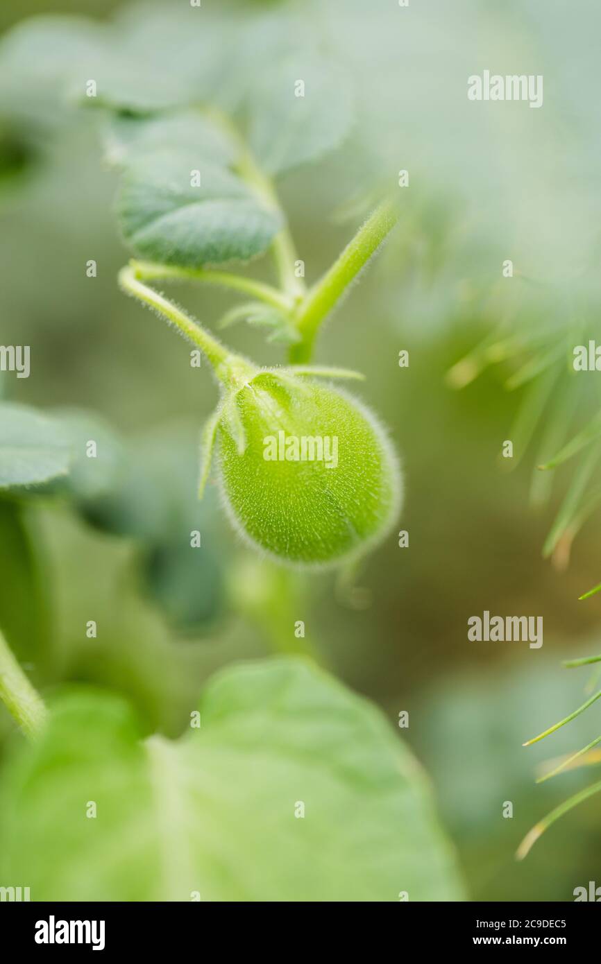 Chick peas also known as harbara or harbhara. Macro. Soft focus Stock ...