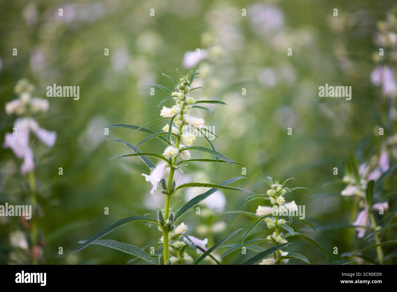 Flowering sesame plants grow on a farm in Mouhoun Province, Boucle de ...