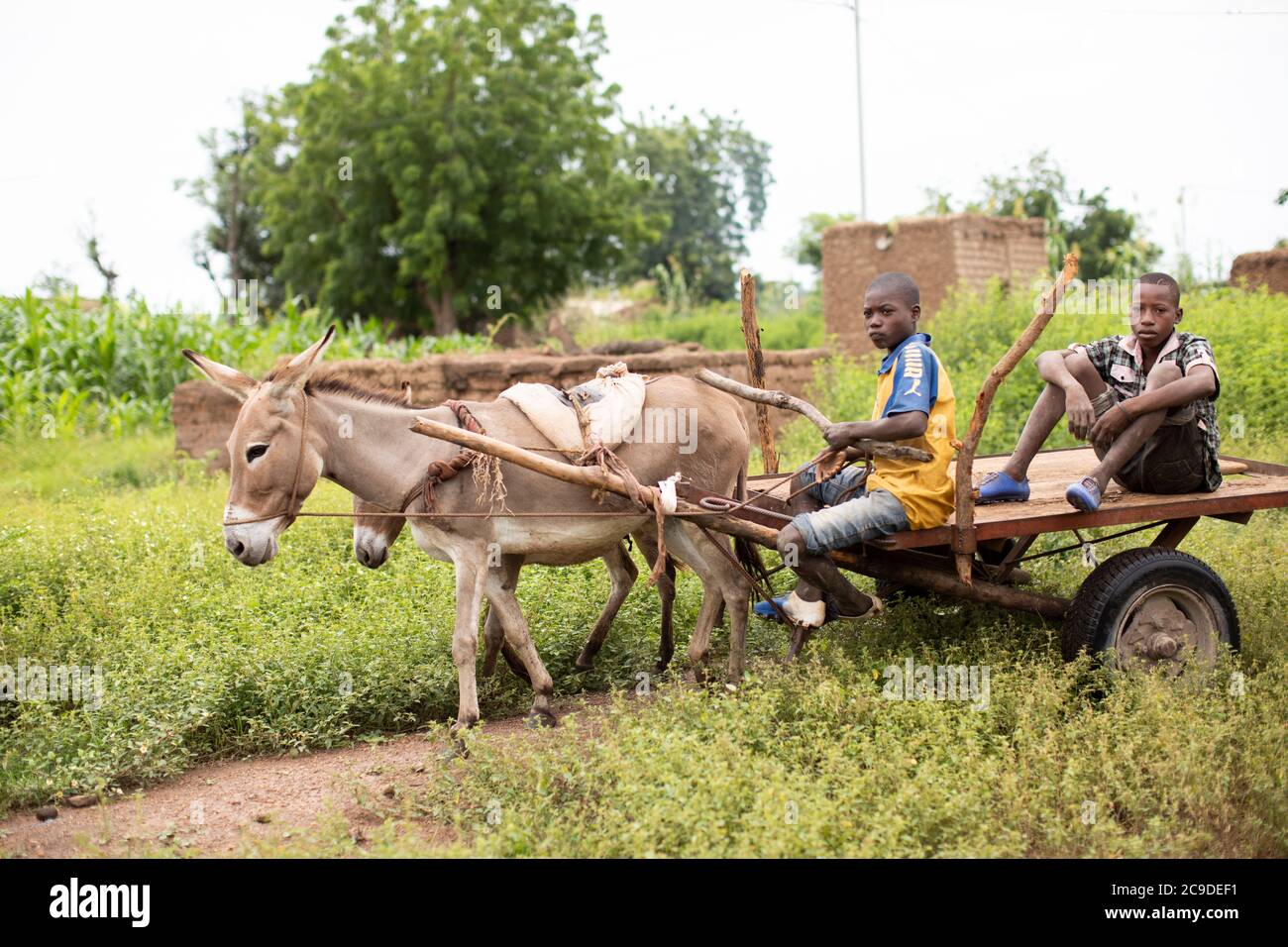 Child driving a donkey cart in Mouhoun Province, Boucle de Mouhoun ...